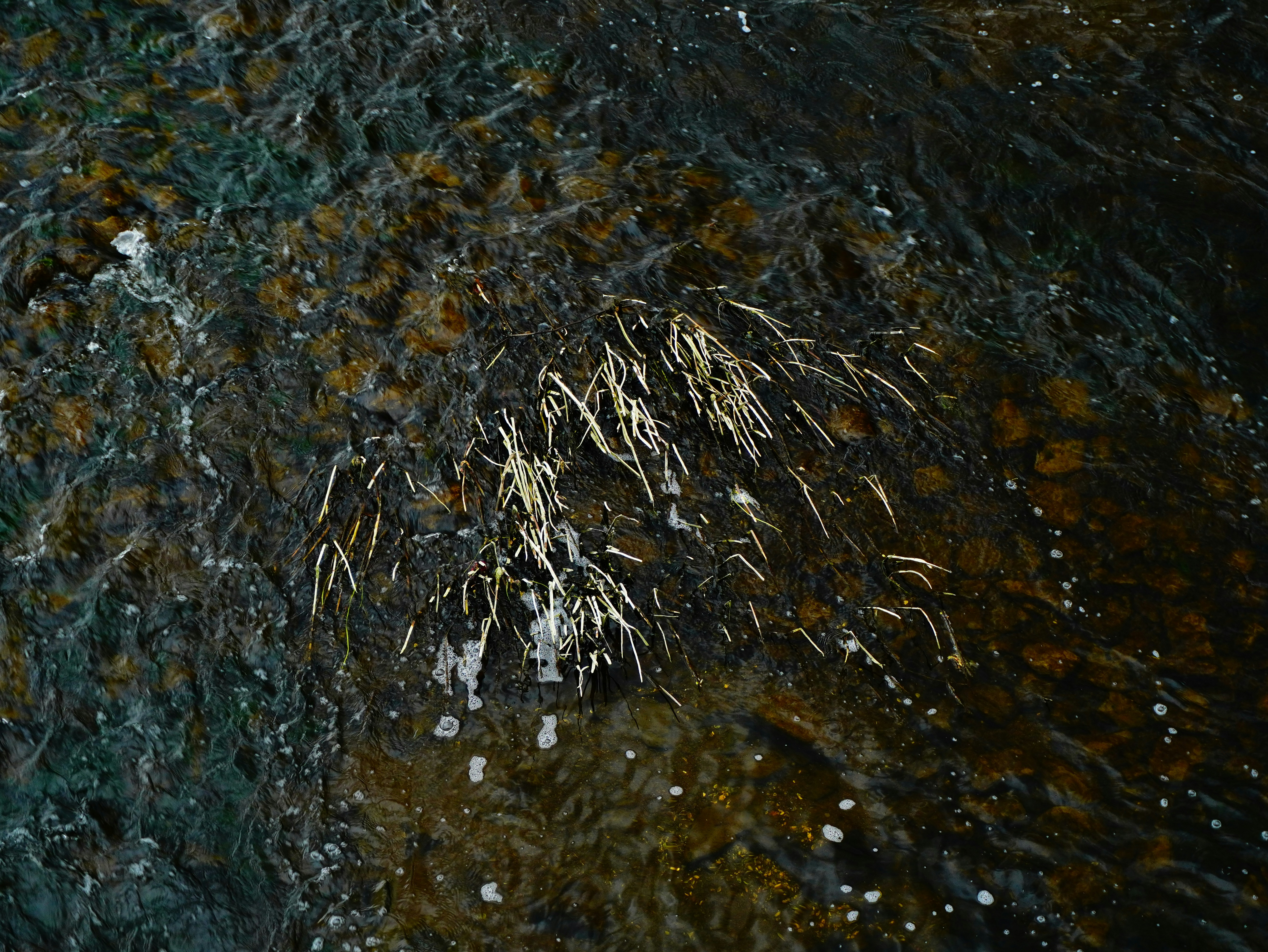 Glowing Plume of Grass Amid Dark Stream