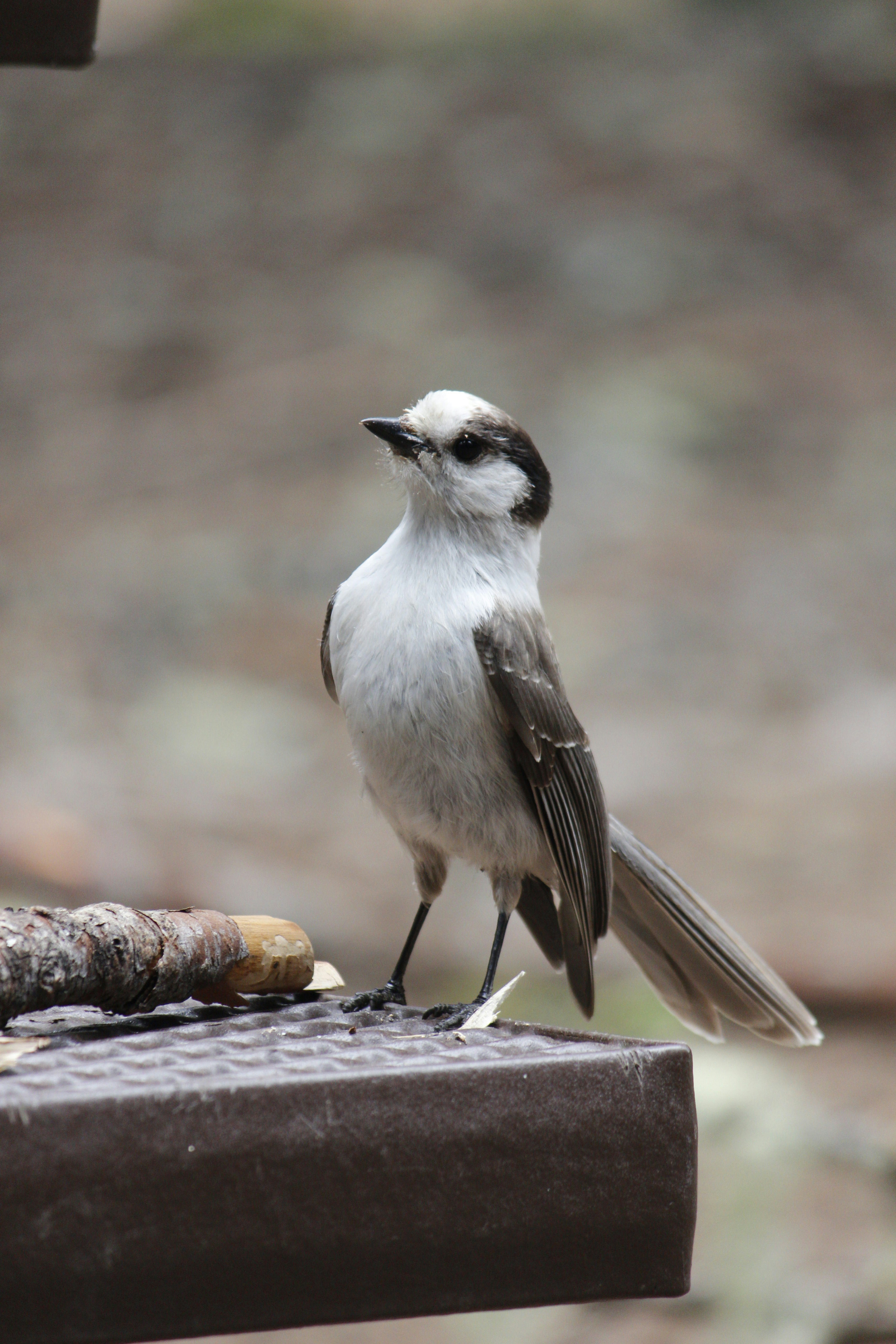 Perched in Quiet Focus: A Chickadee Studying the String Feeder