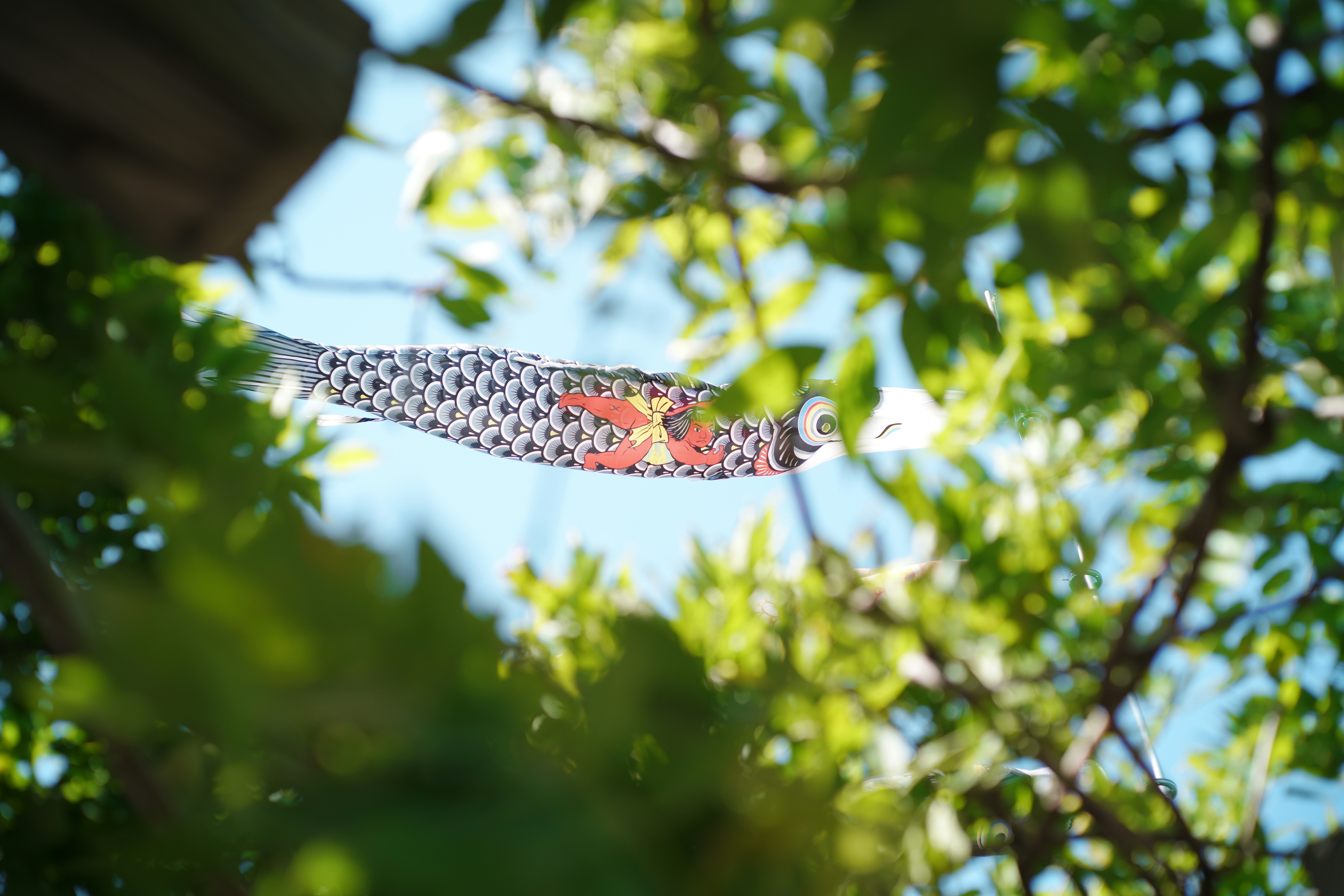 Kitesail Amid Green Leaves: A Colorful Streamer in a Sunlit Canopy