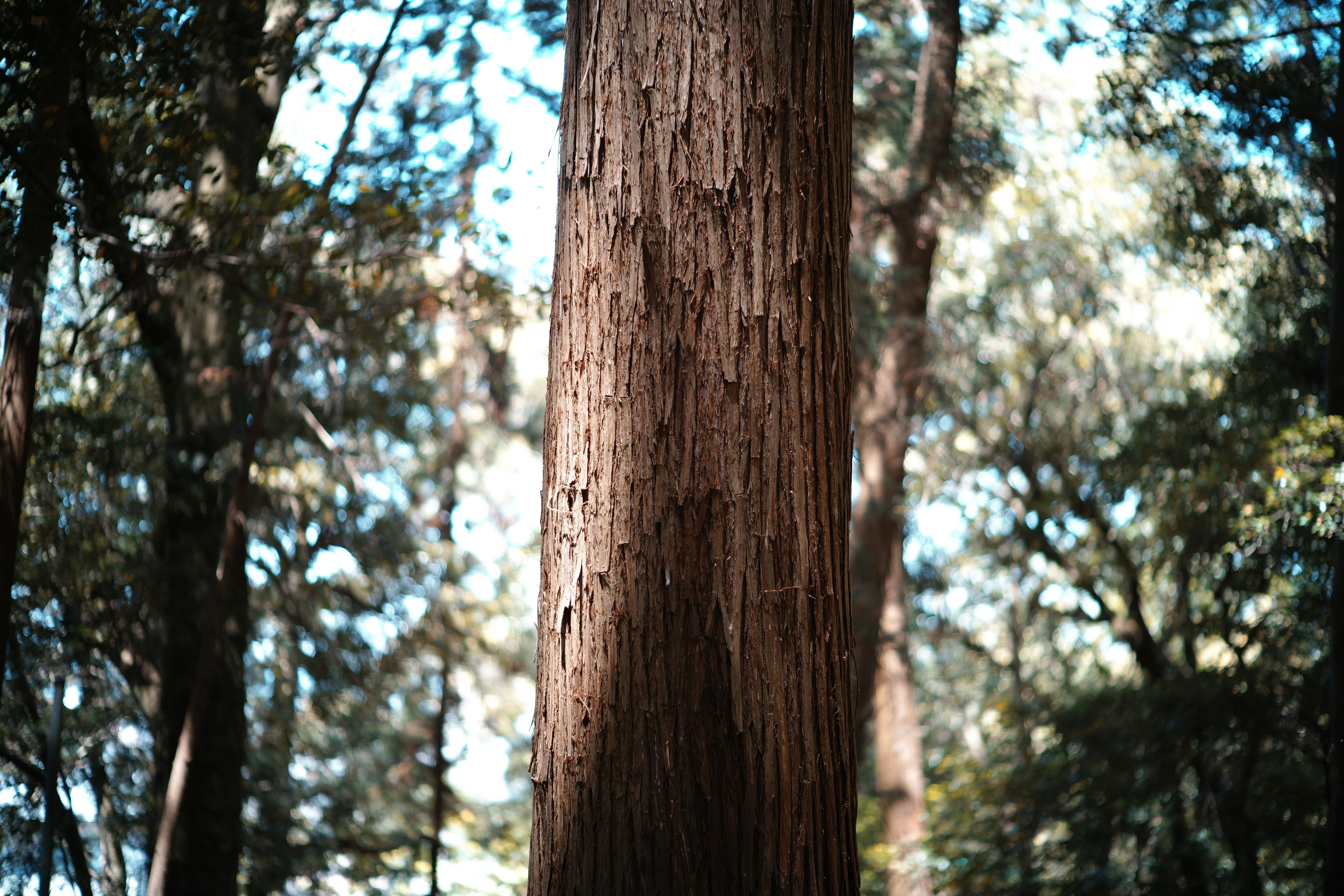Center of the Forest: A Bark-Texture Portrait