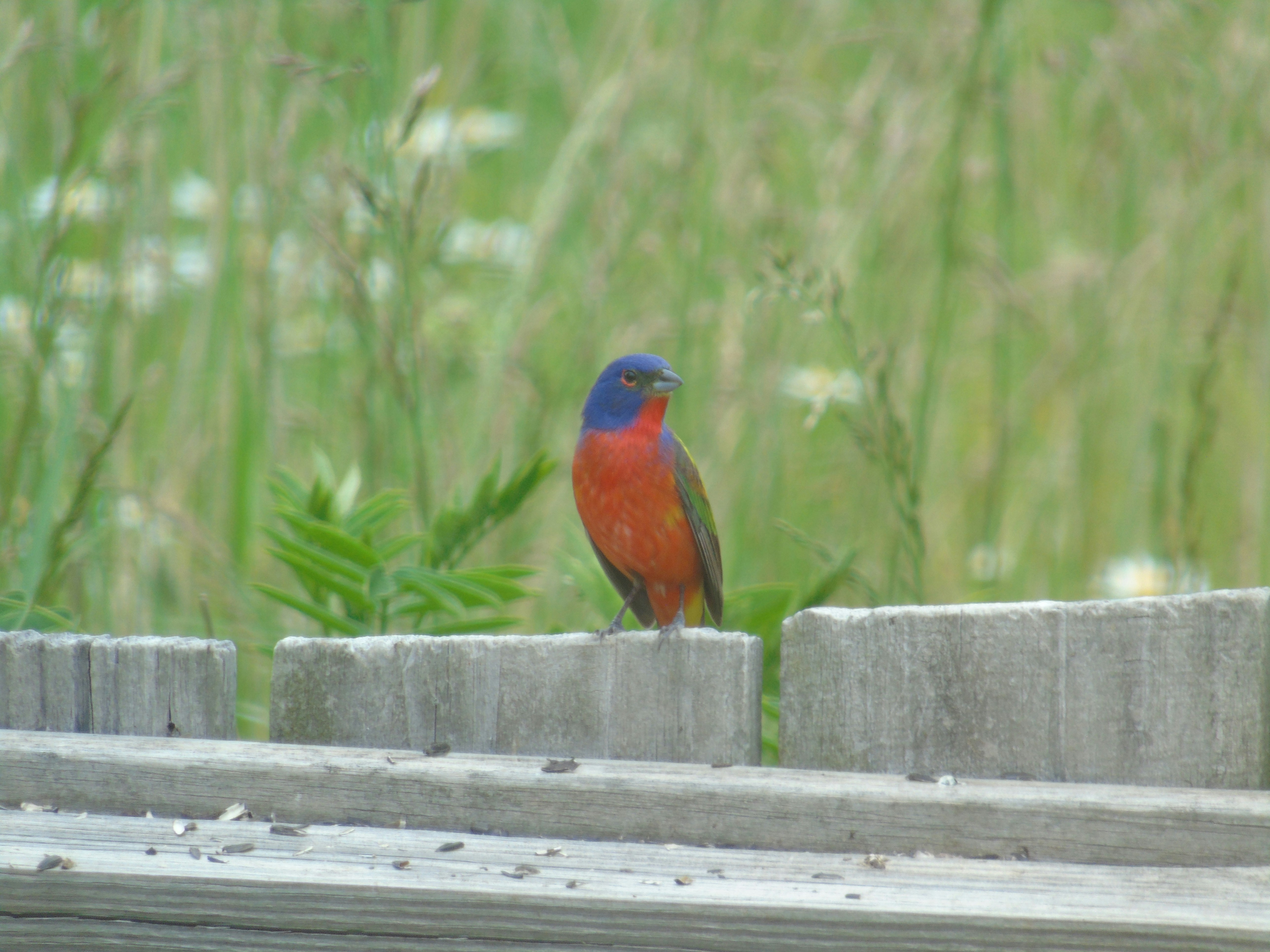 A Small Bluetail Sentinel perched on weathered boards