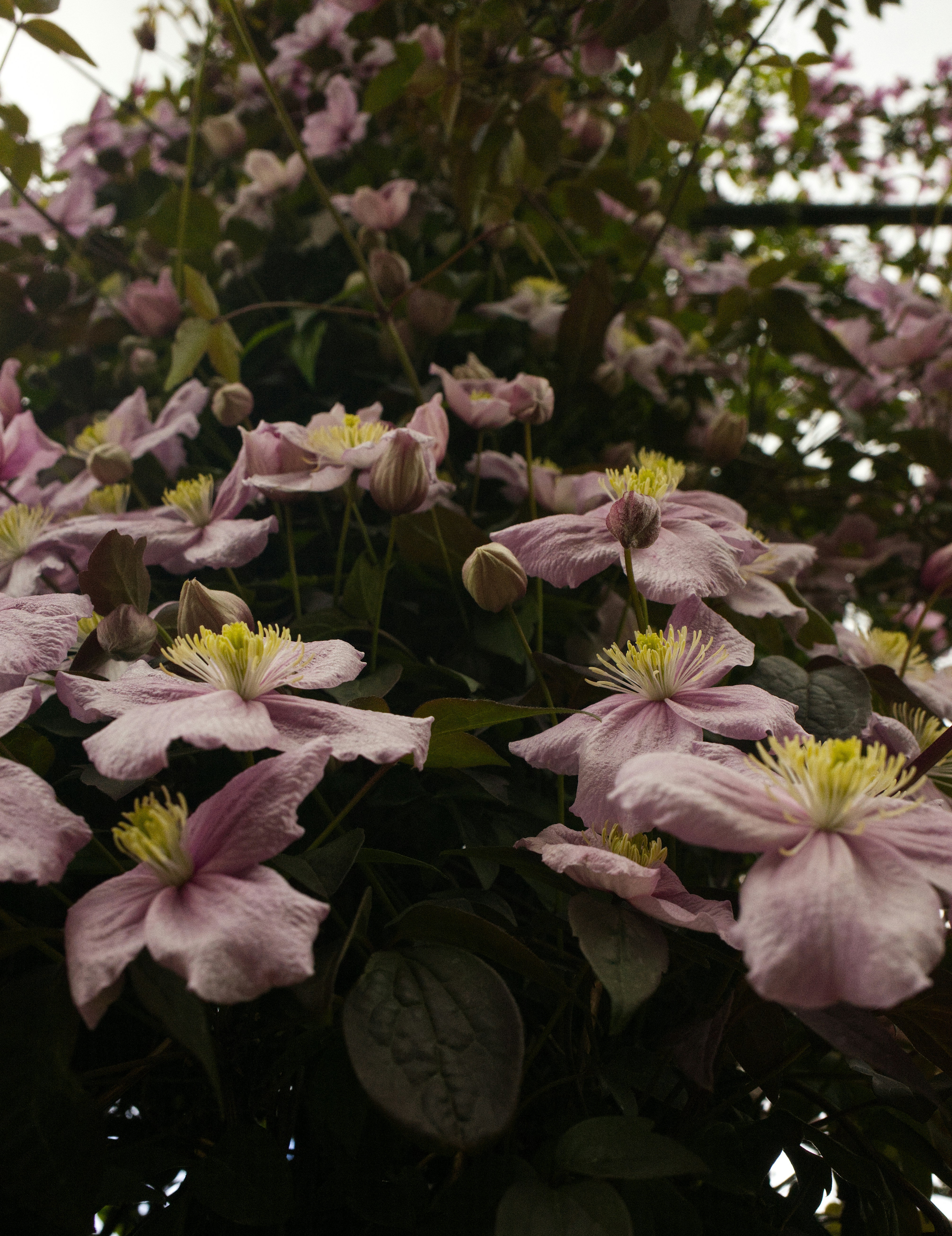 Pink Clematis Chorus: A Sea of Delicate Blossoms with Yellow Stamen