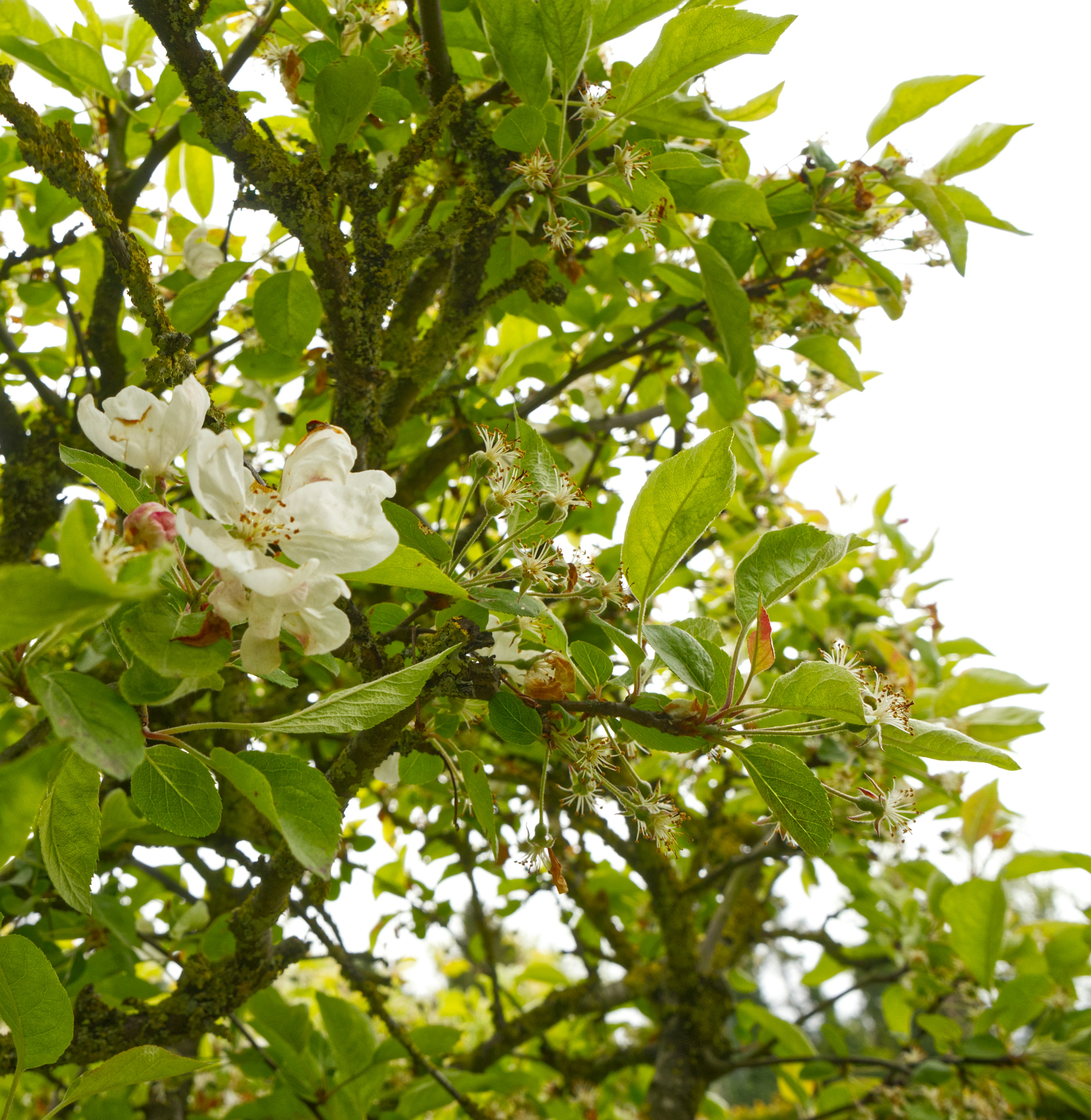 White blossom chorus on a sunlit fruit tree