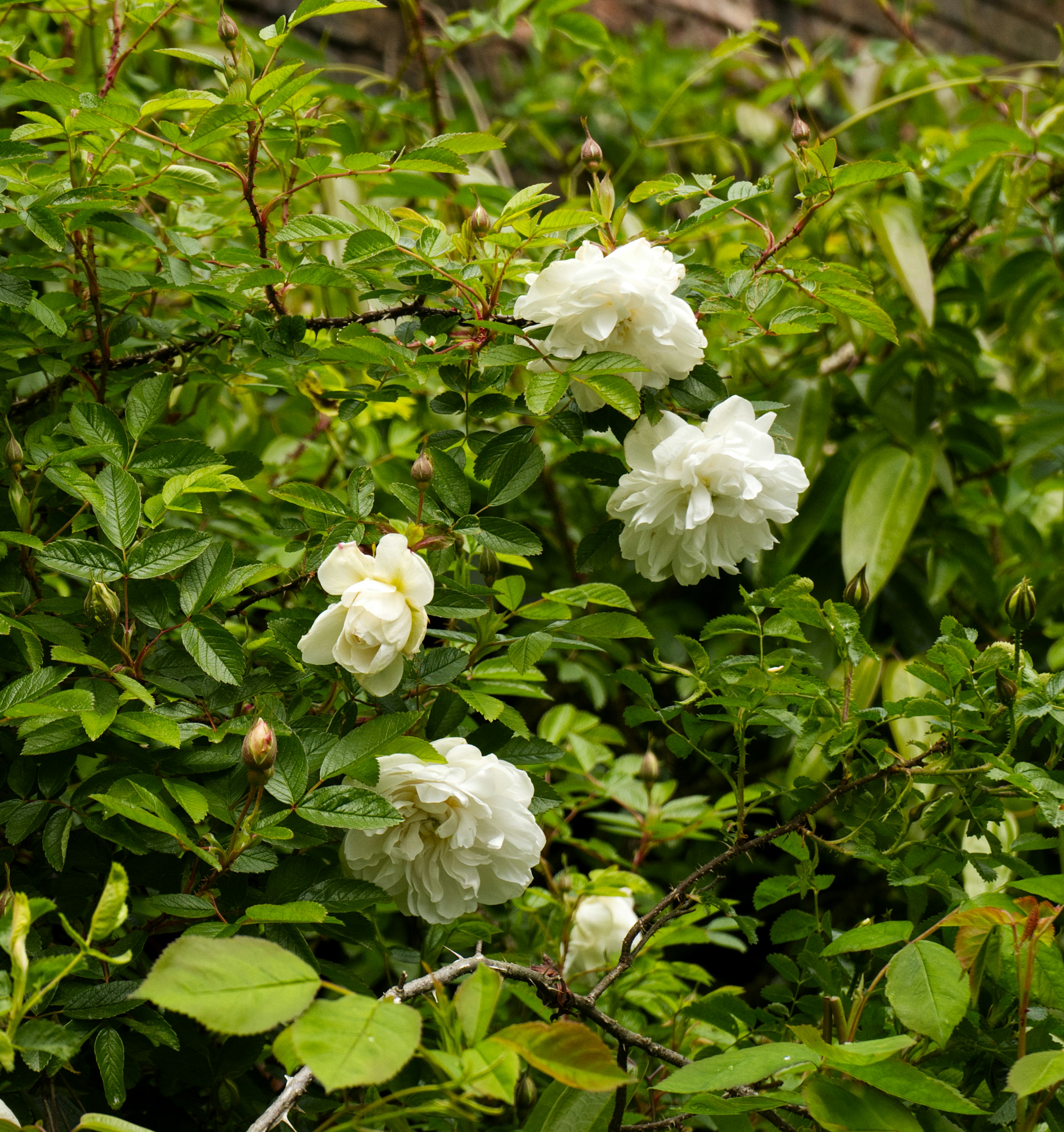 White Camellias in a Quiet Green Thicket