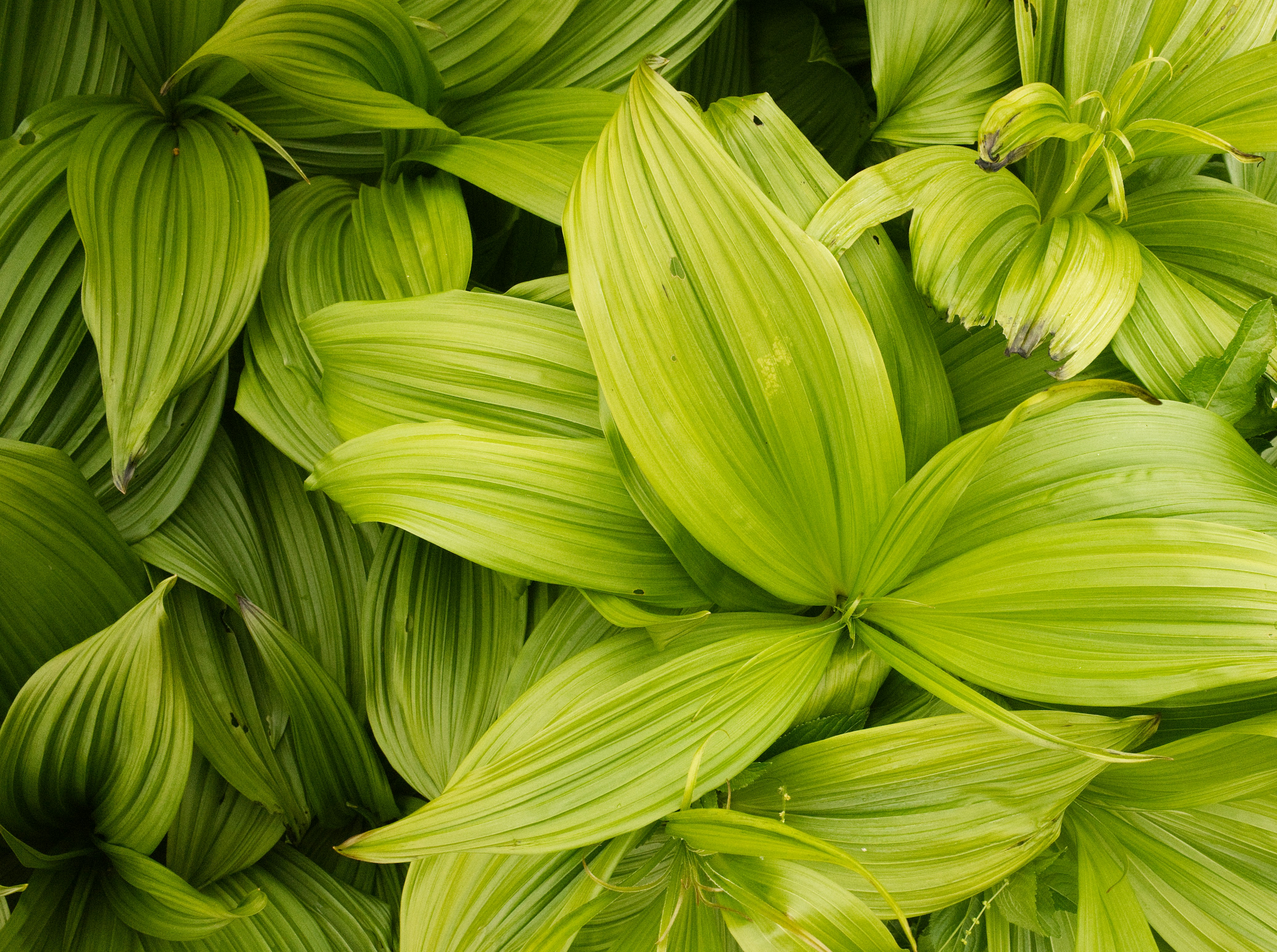 Emerald Foliage Convergence