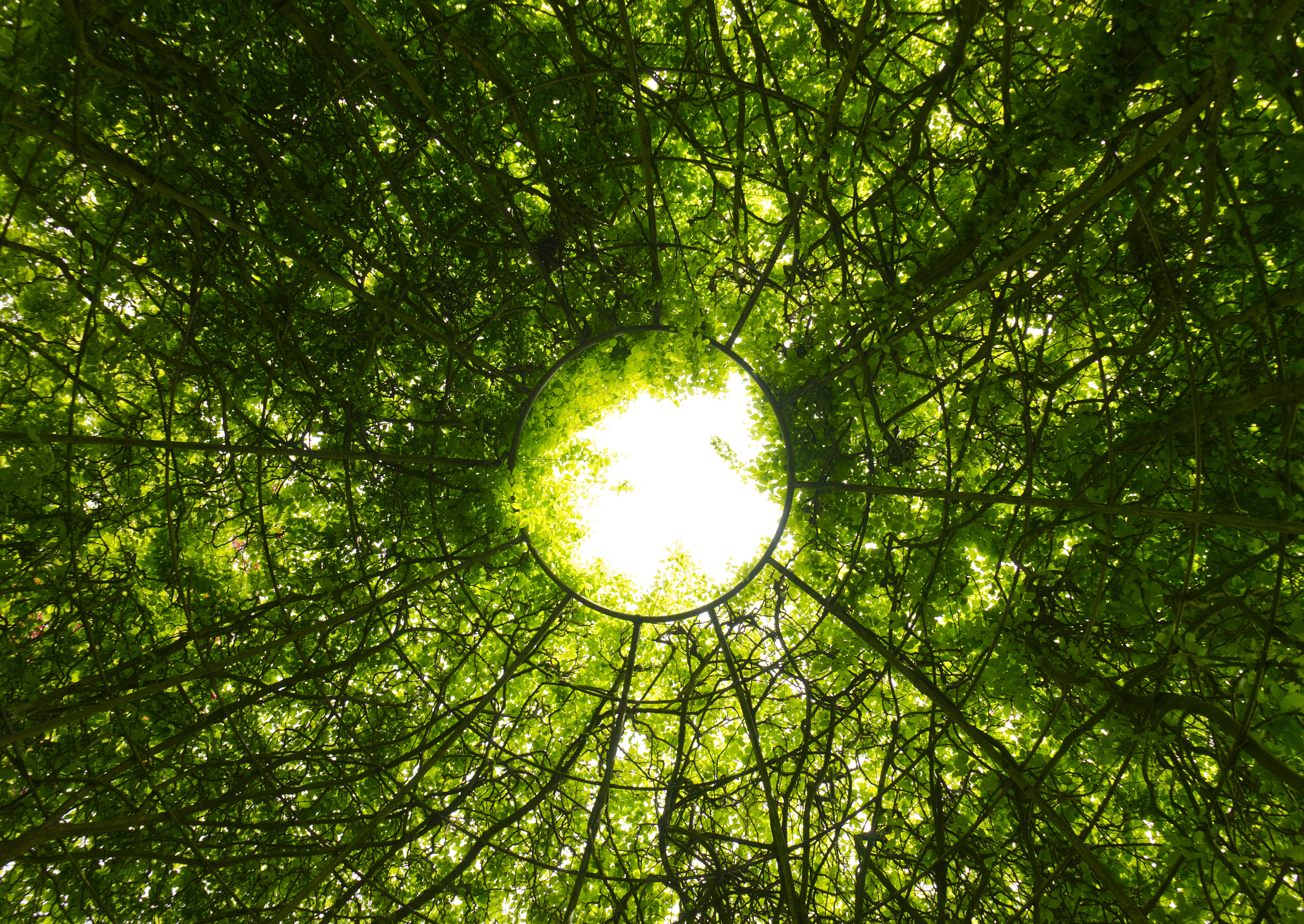 Crown of Leaves: Circular Skyward Aperture