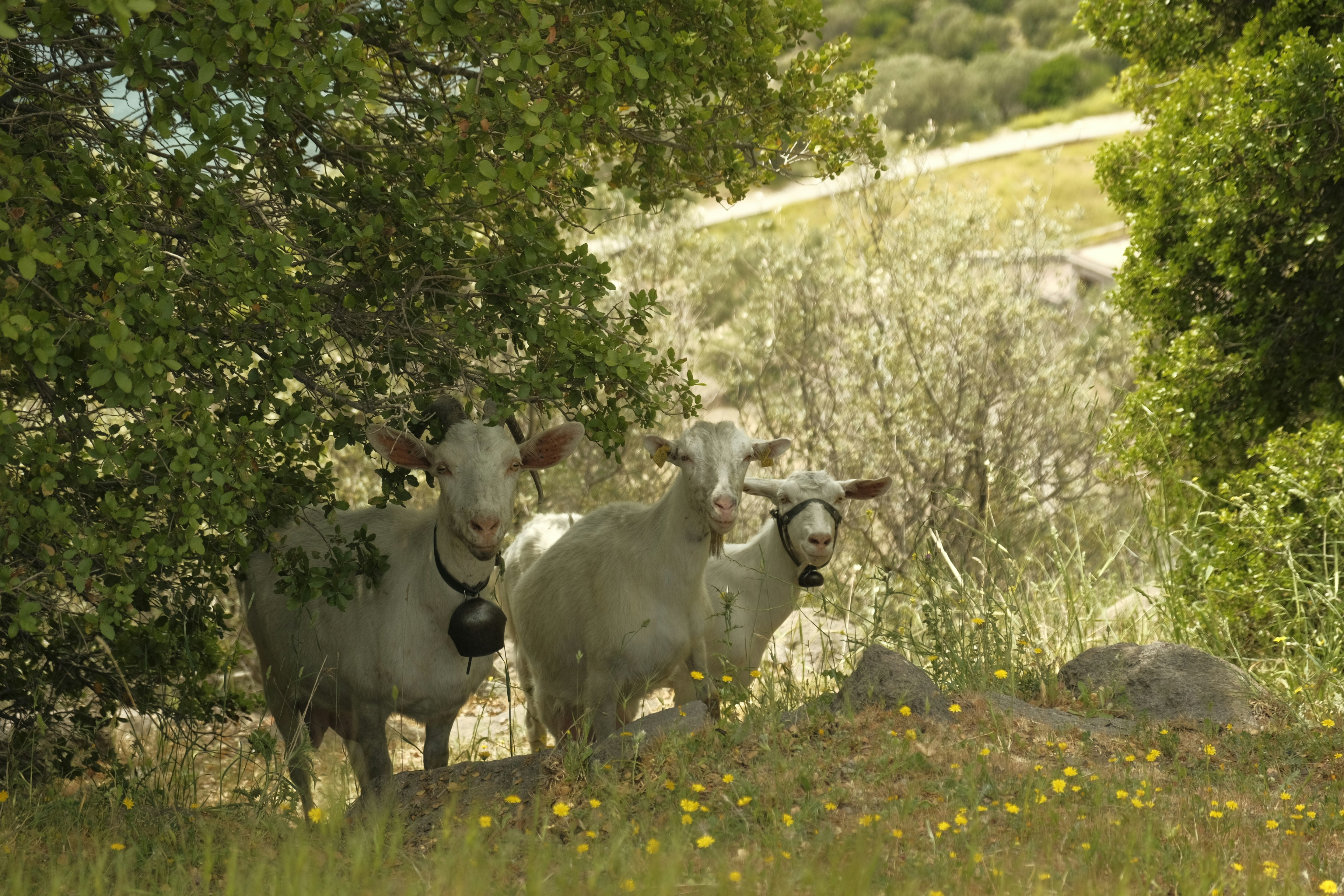 Three curious goats emerge from the shade in sunlit meadow