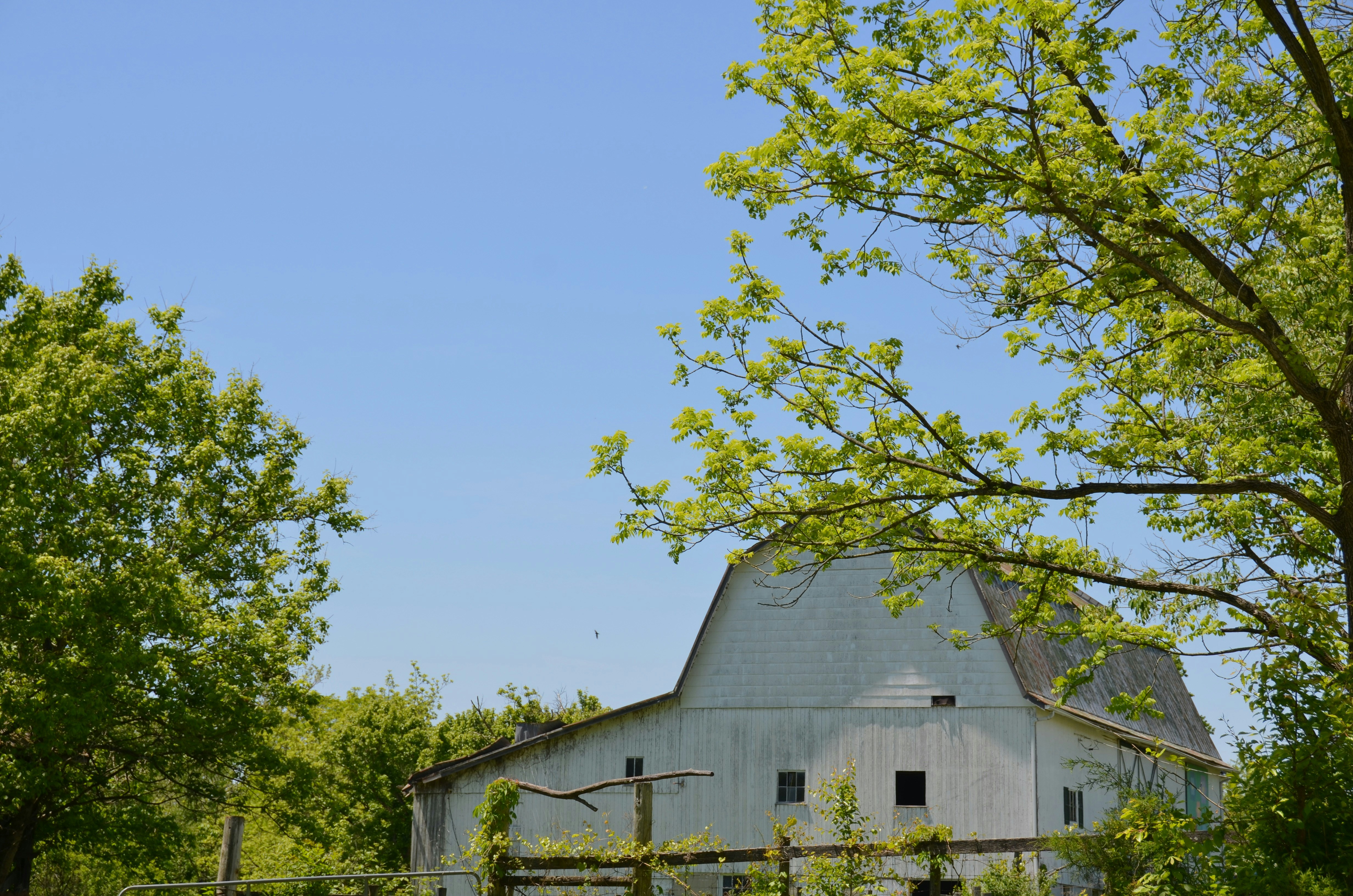 Sunlit Barn Amid Green Canopy