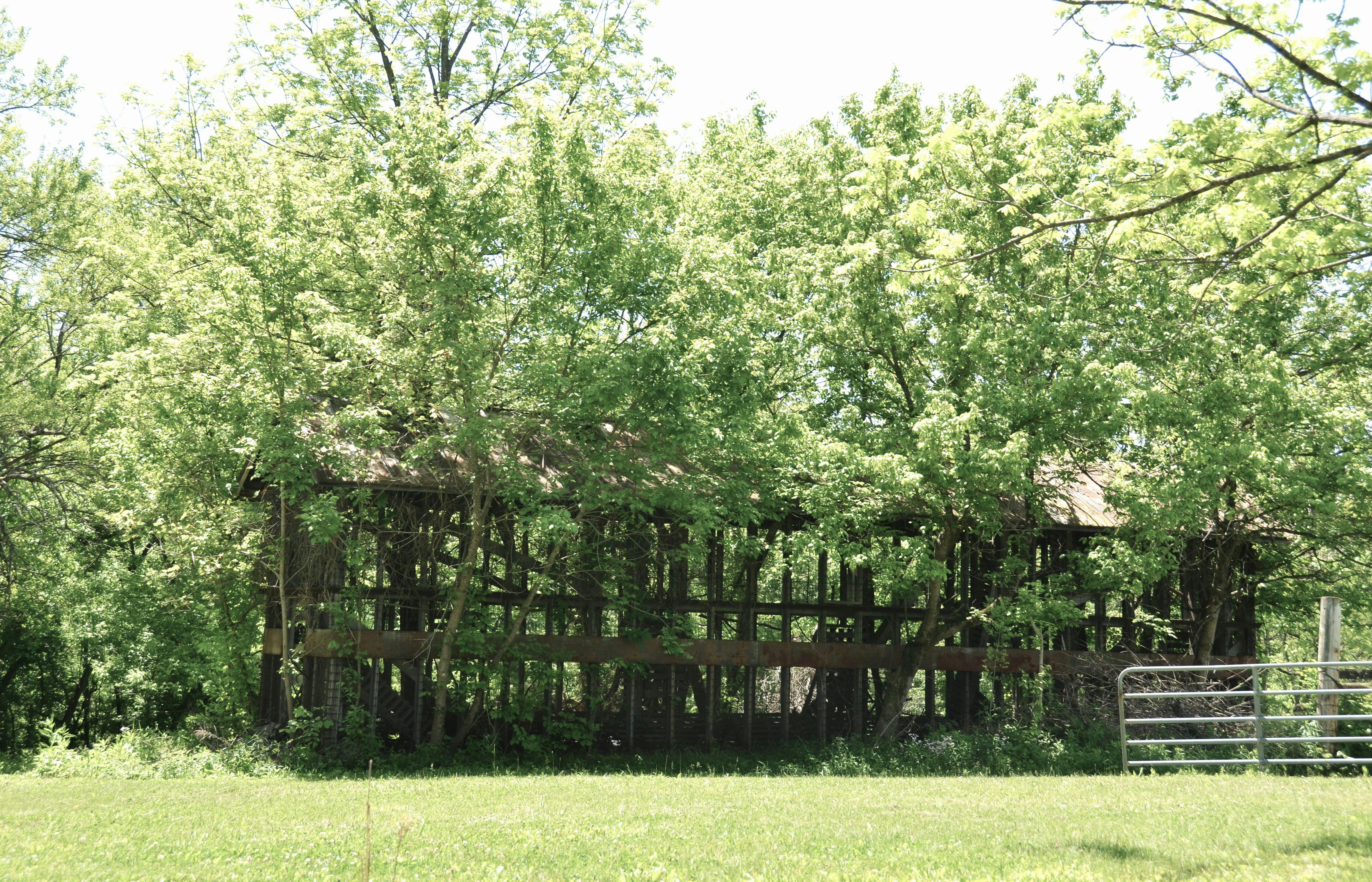 Sunlit Tricks: An Old Wooden Structure Hidden in Greenery