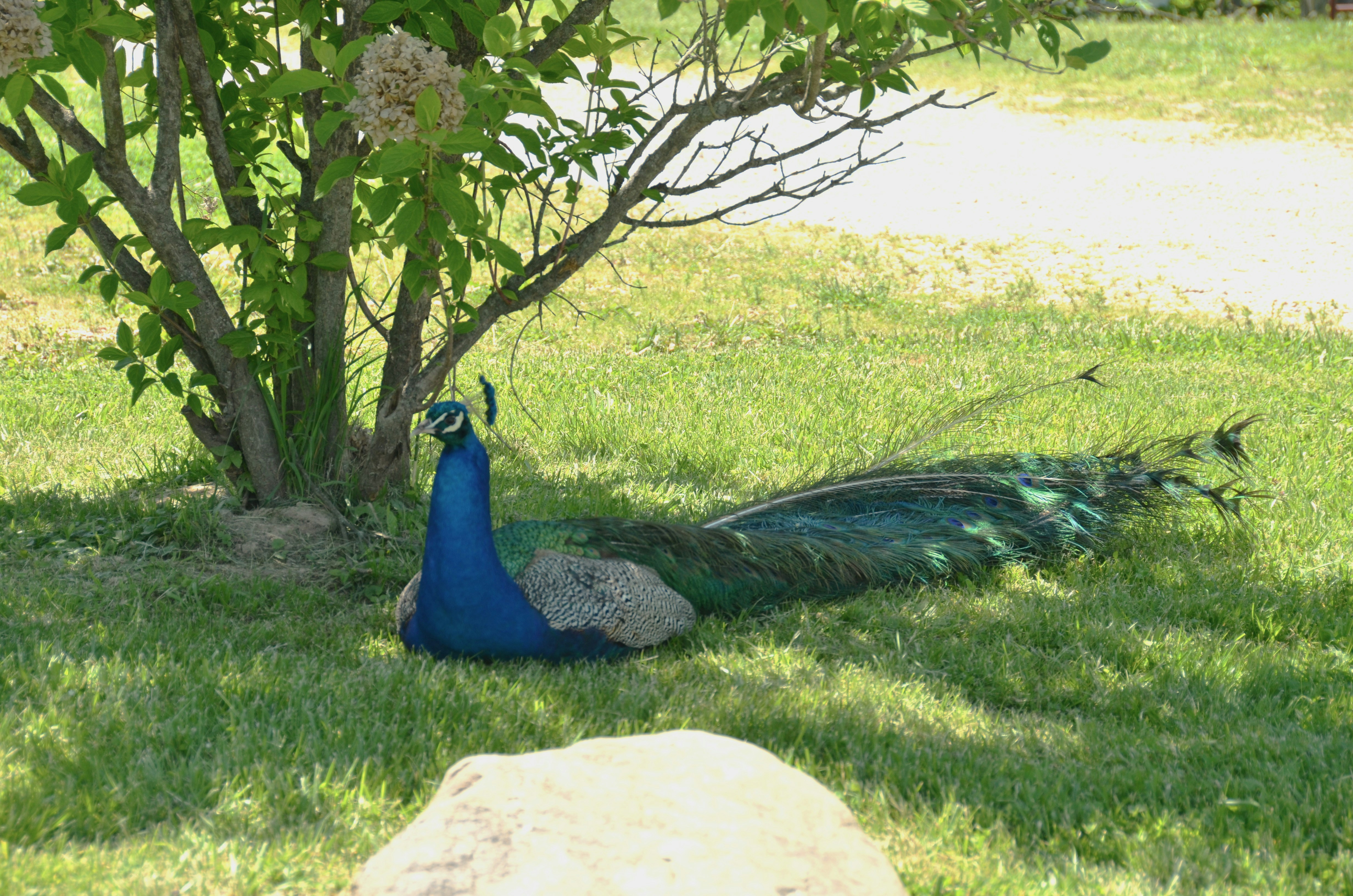Emerald Crest at Rest: A Peacock in Dappled Garden Light