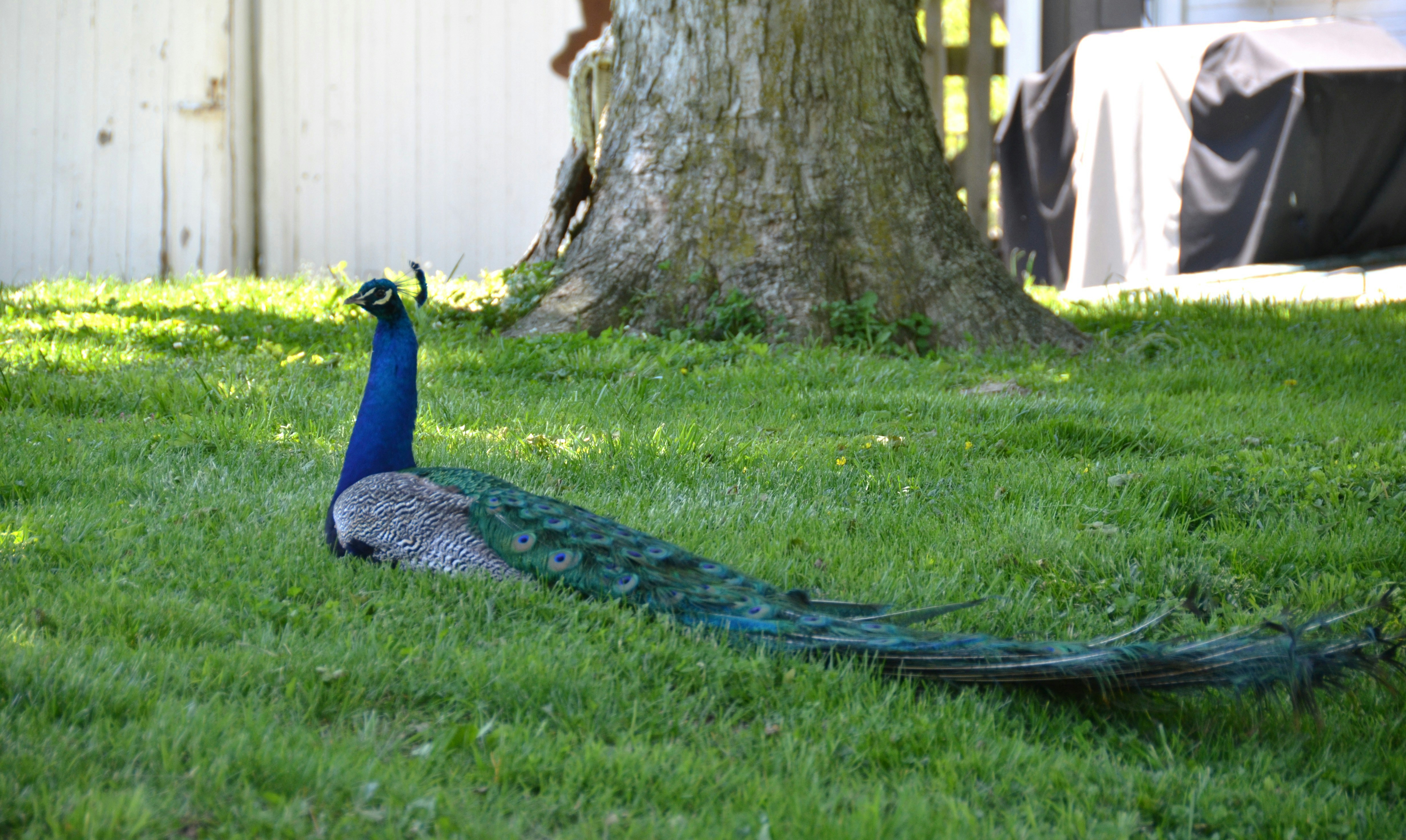 Emerald Beauty in the Lawn: A Peacock Stretched Across the Grass