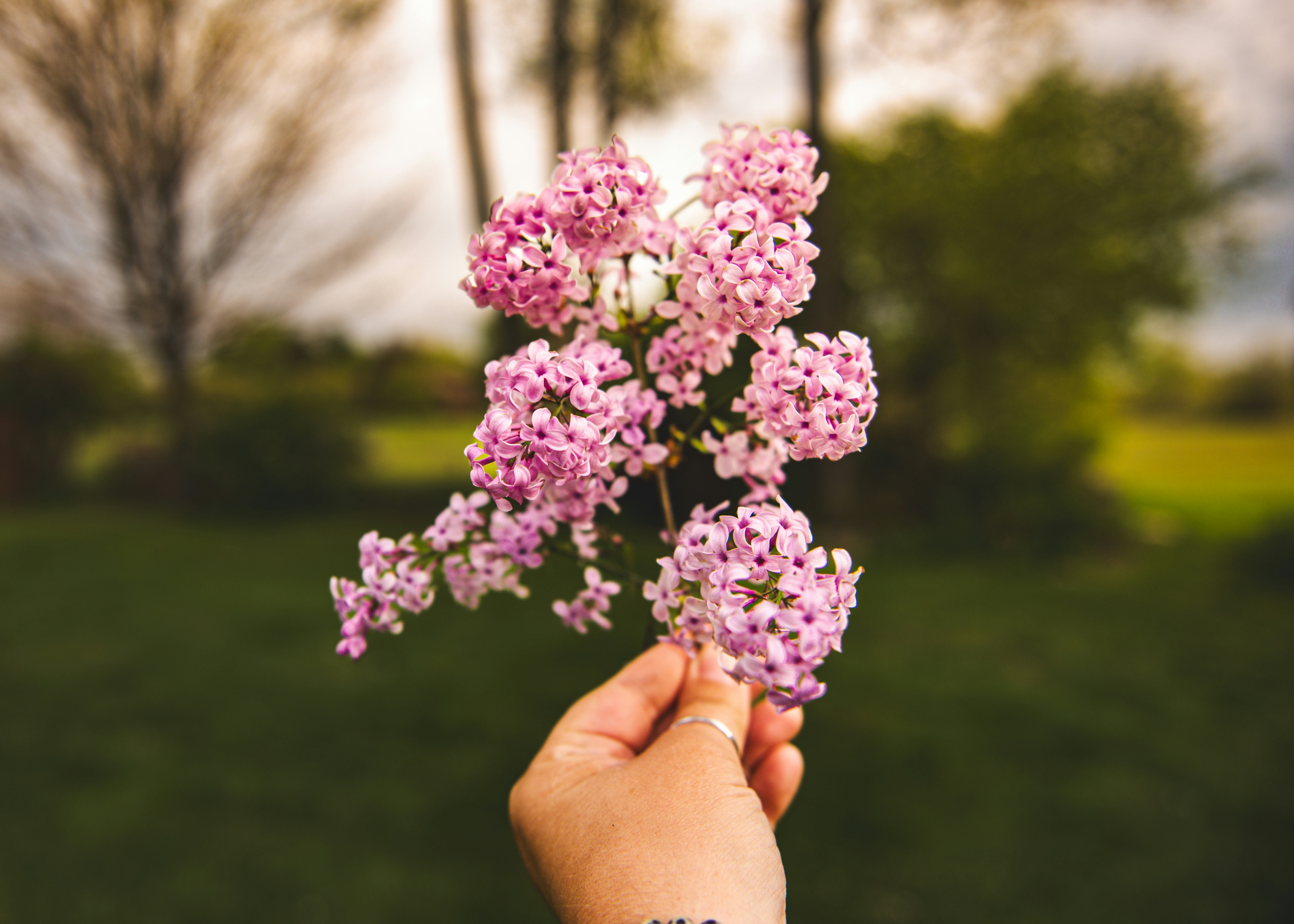 Bloom of Pink: Handheld Bouquet in Soft Evening Light