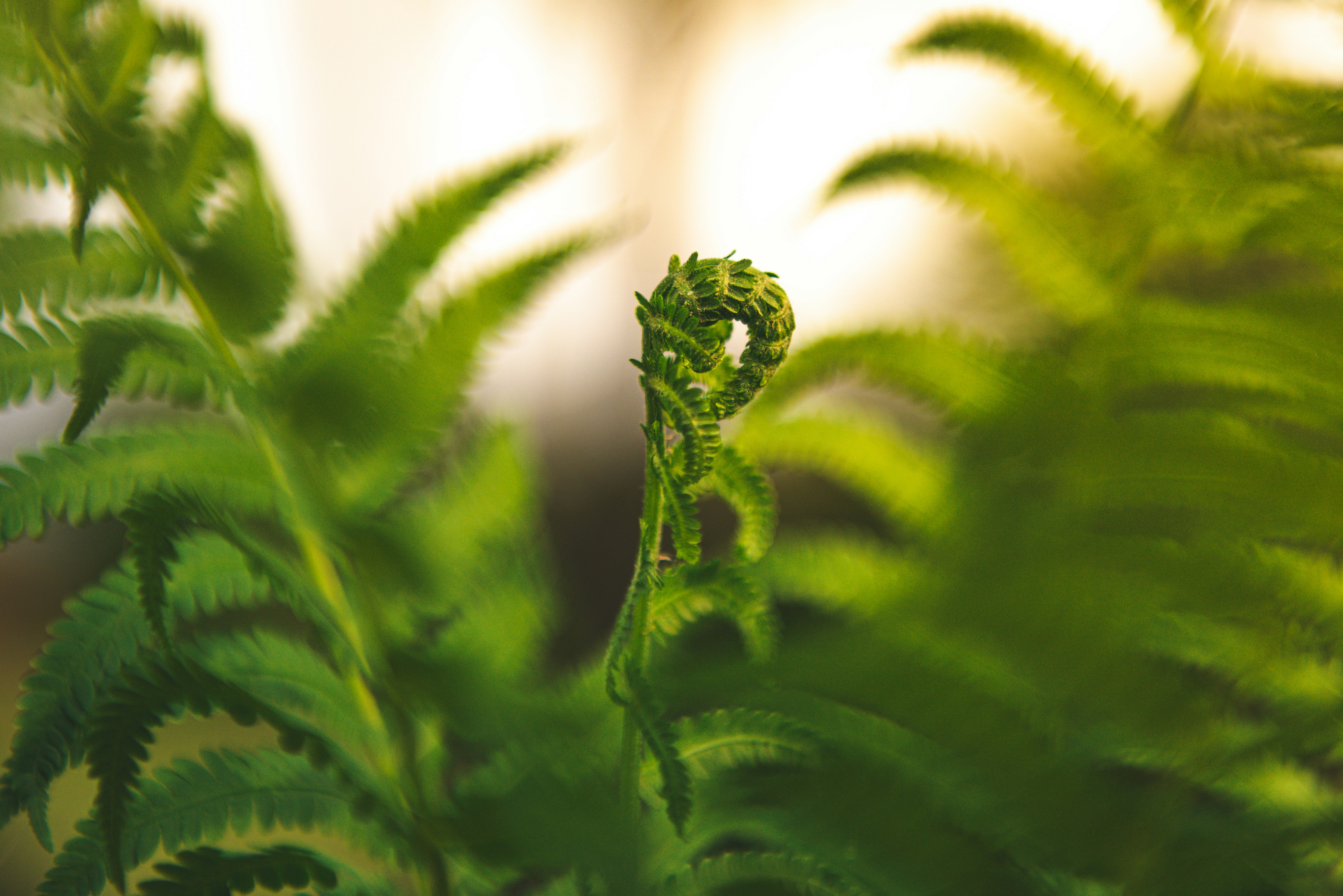Emerald Helix: A Fern Frond Unfurls Under Gentle Light