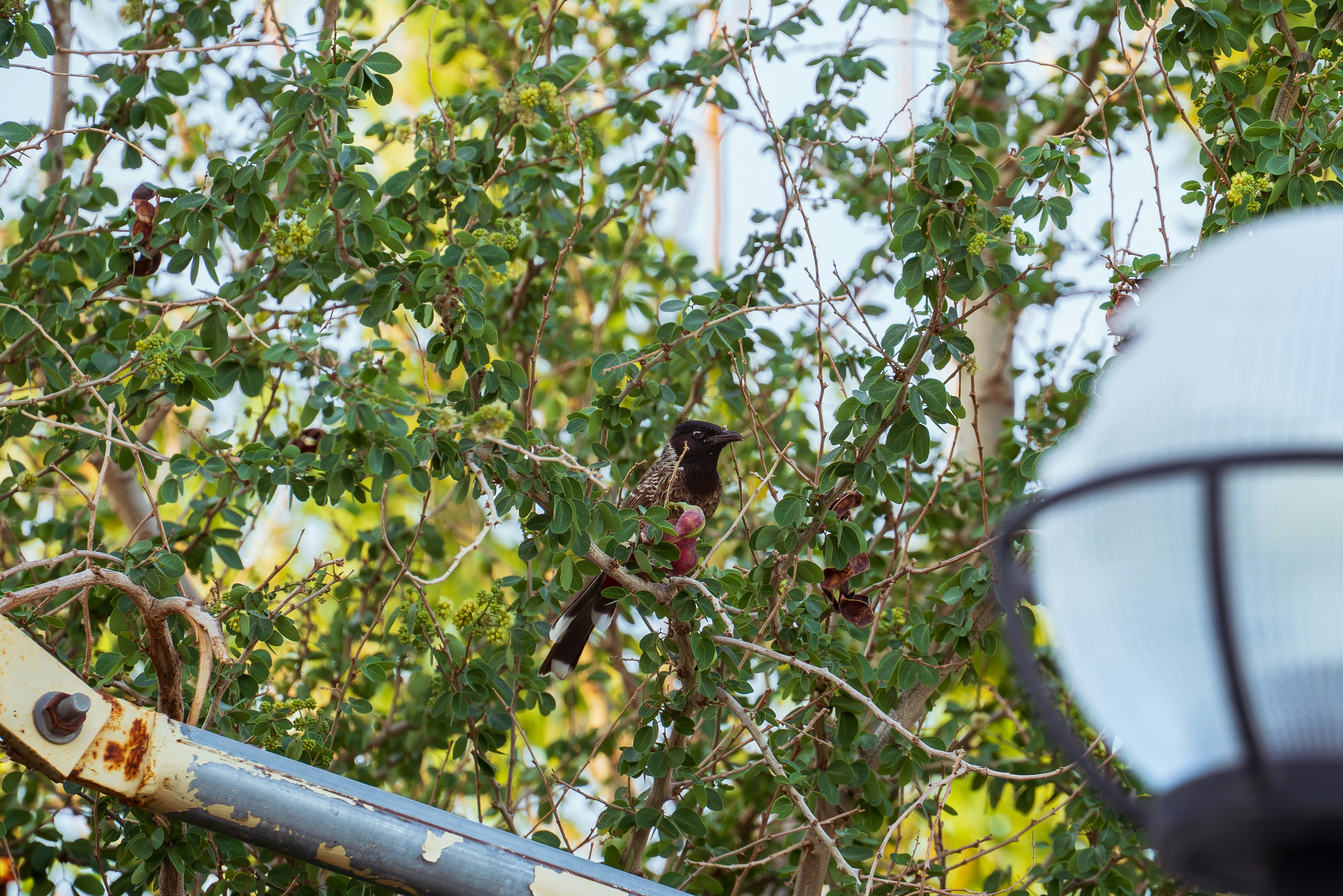 Bird in the Foliage Behind a Rusty Pipe and a Gloved Foreground