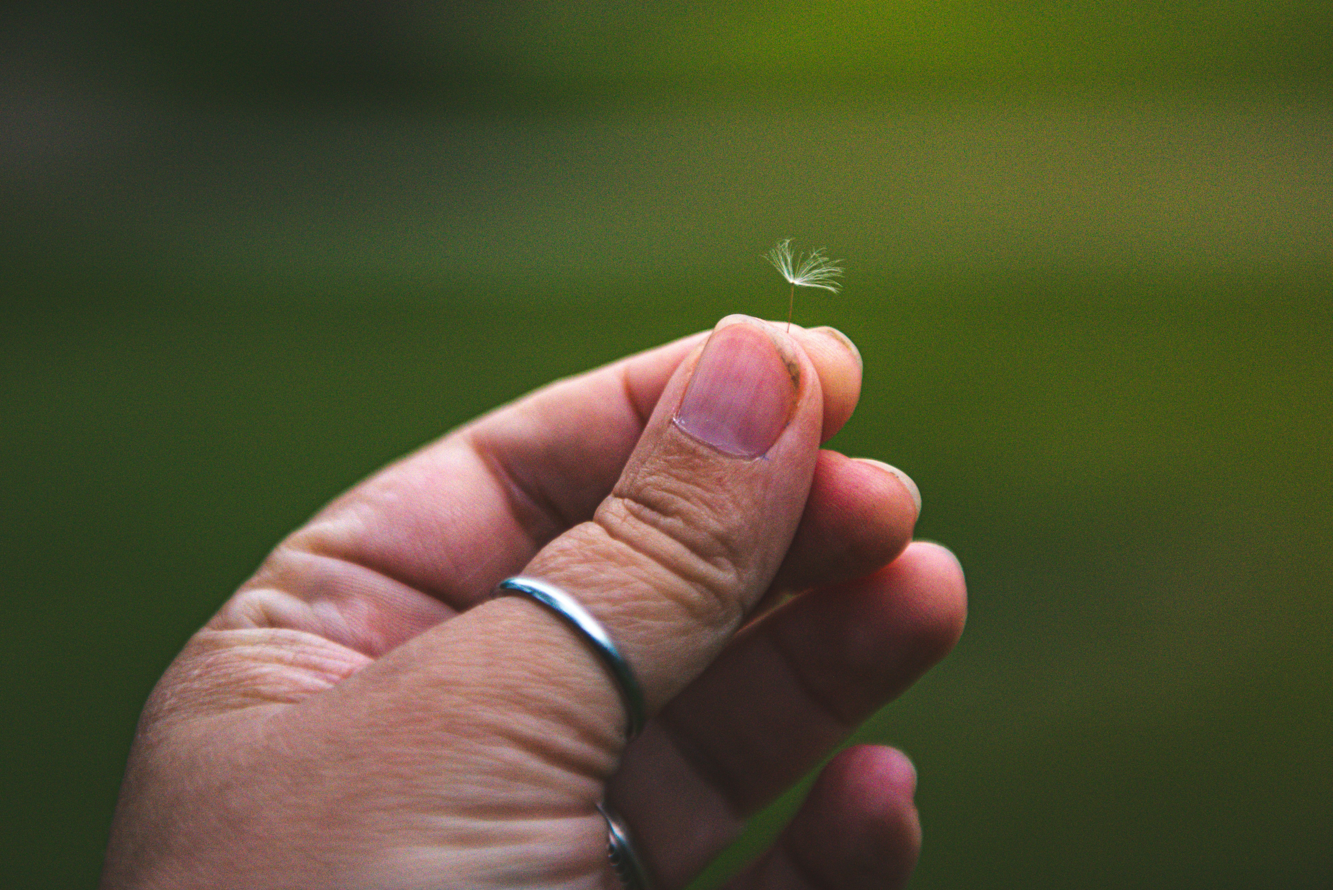Delicate seed on a fingertip: a fleeting breath of light