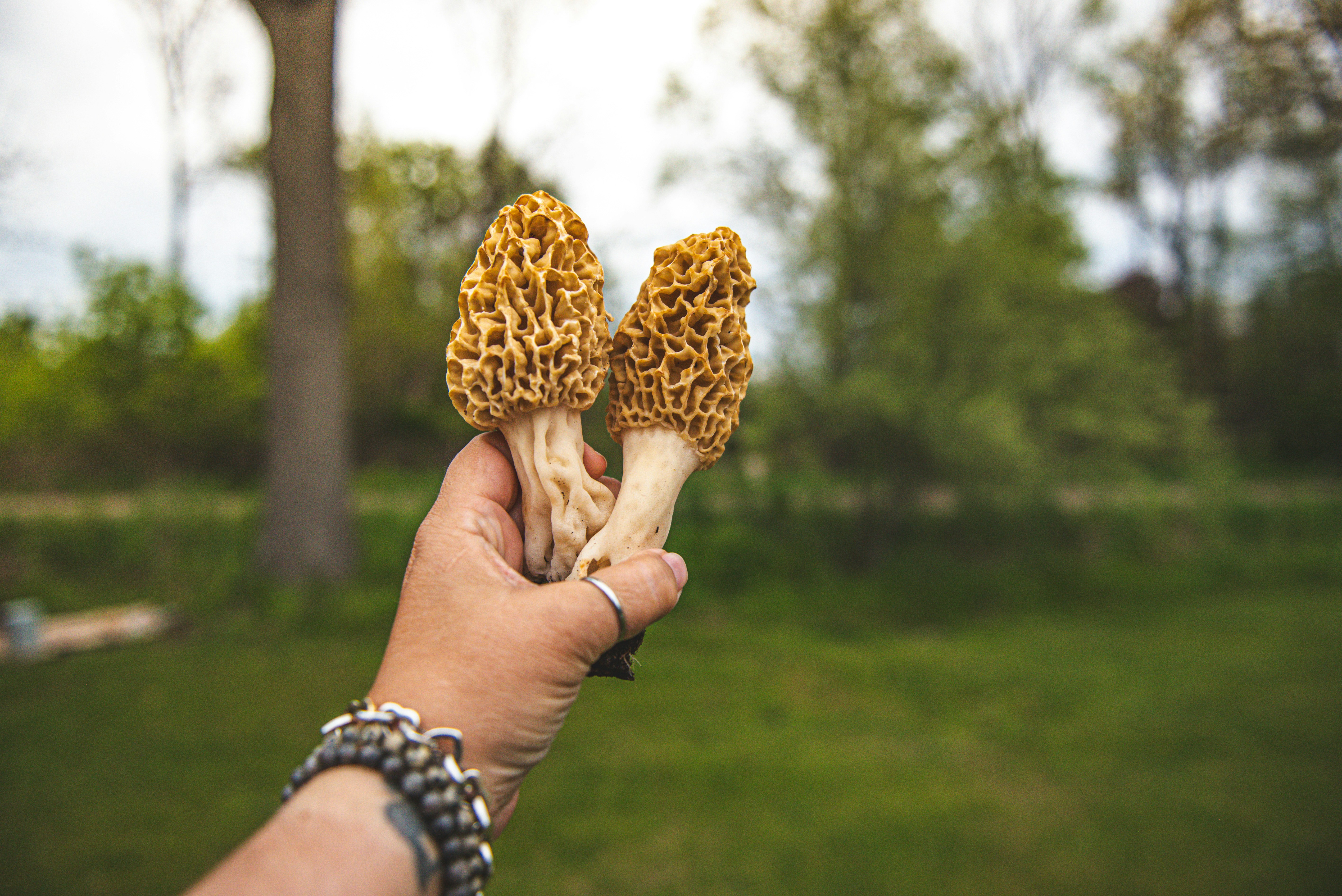Mushroom Fingers: A Handful of Pine King Trimae