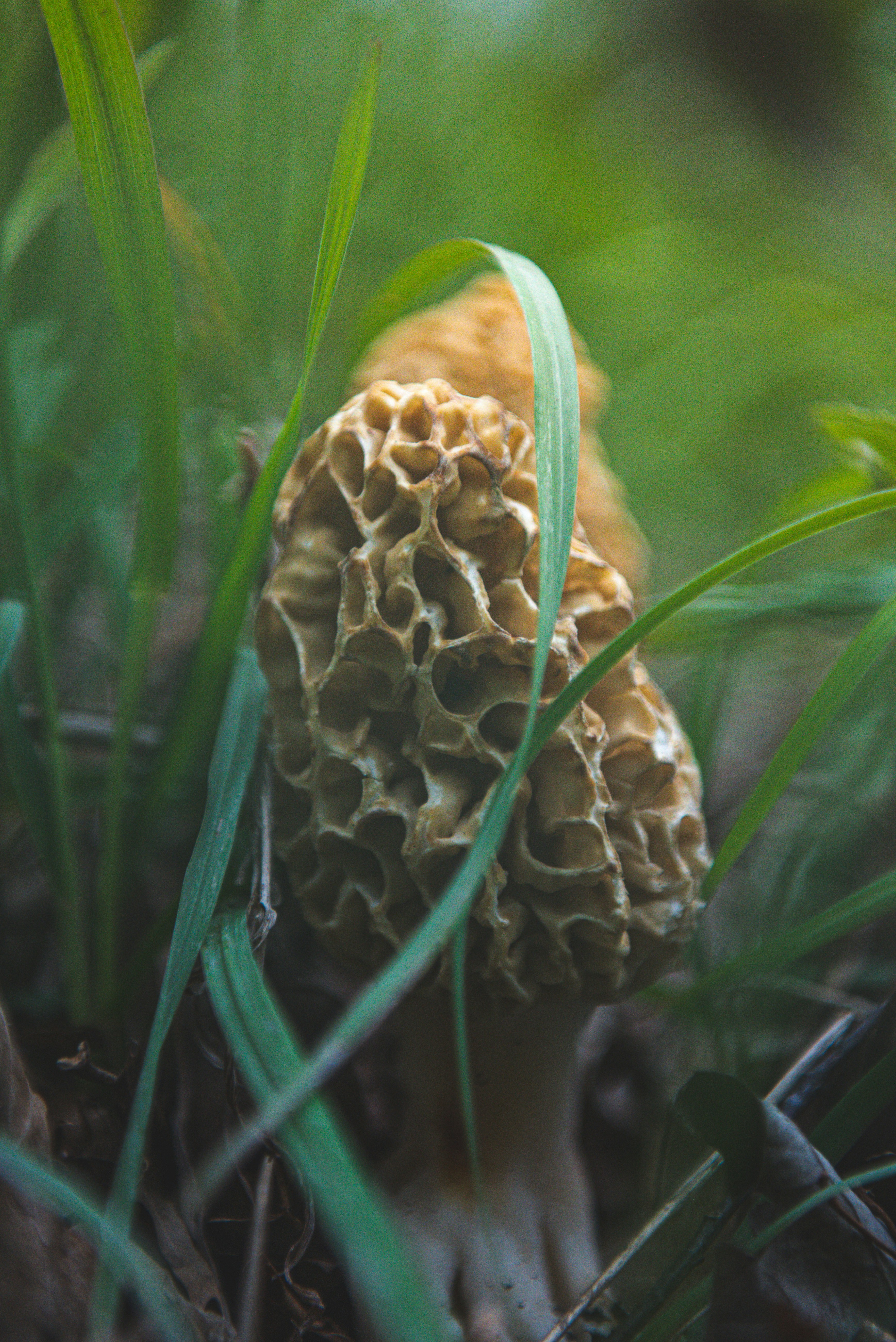 Honeycomb Cap: A Mushrooms' Secret Network Emerges from the Grass