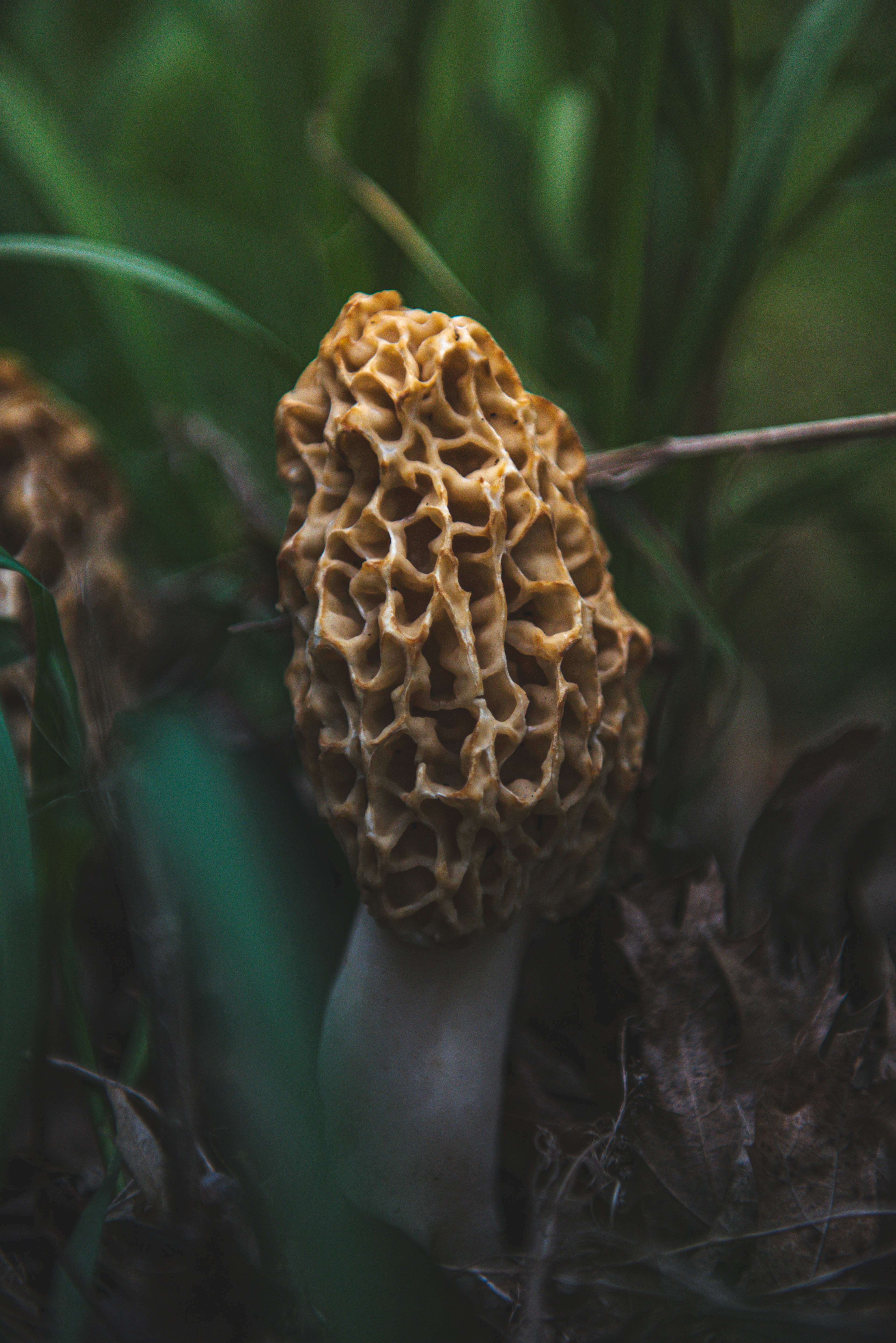 Honeycomb Stalk: A Close Encounter with a Morel-like Mushroom in Damp Understory