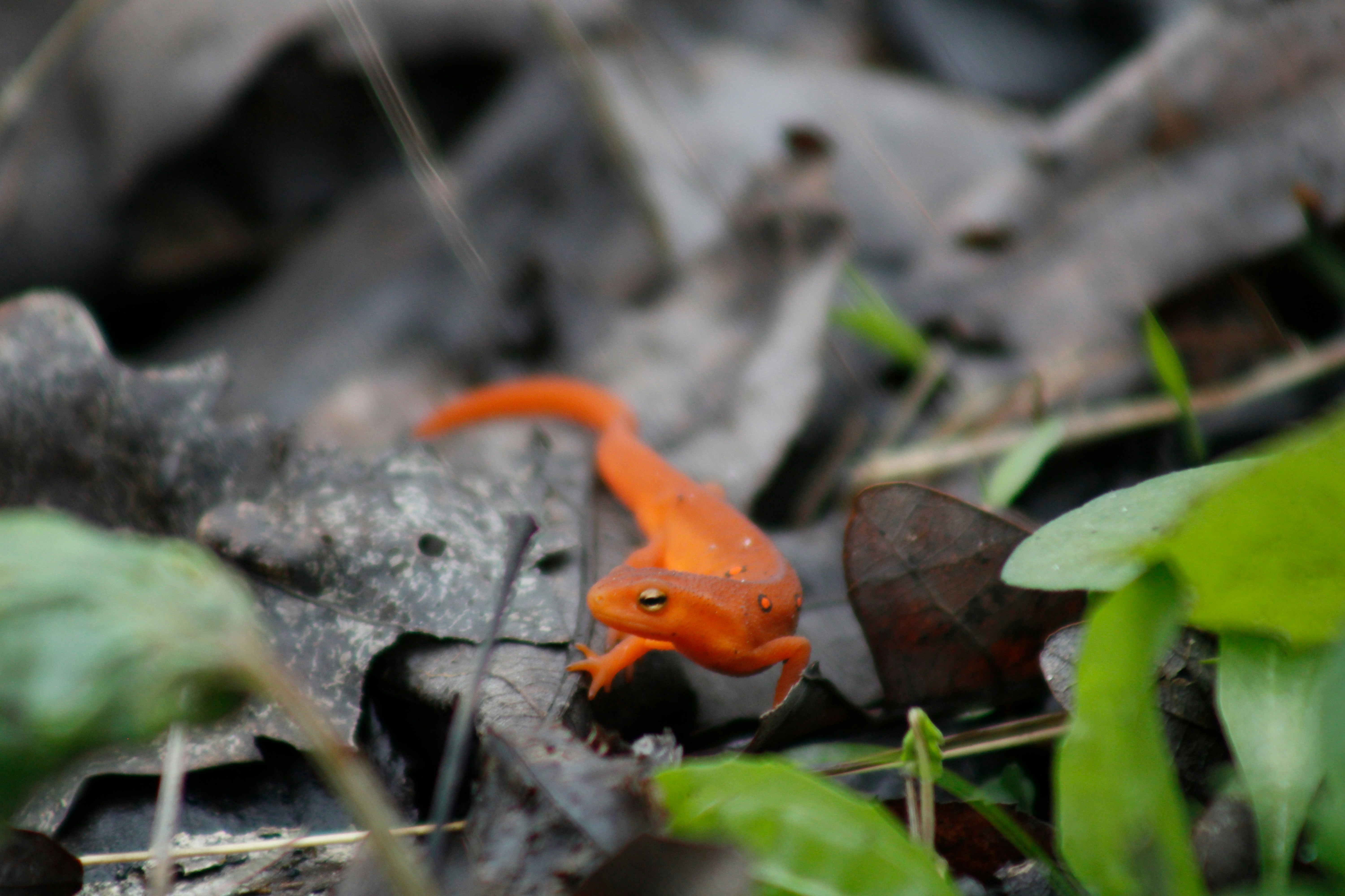 Scarlet Saviour: a tiny orange salamander among forest debris