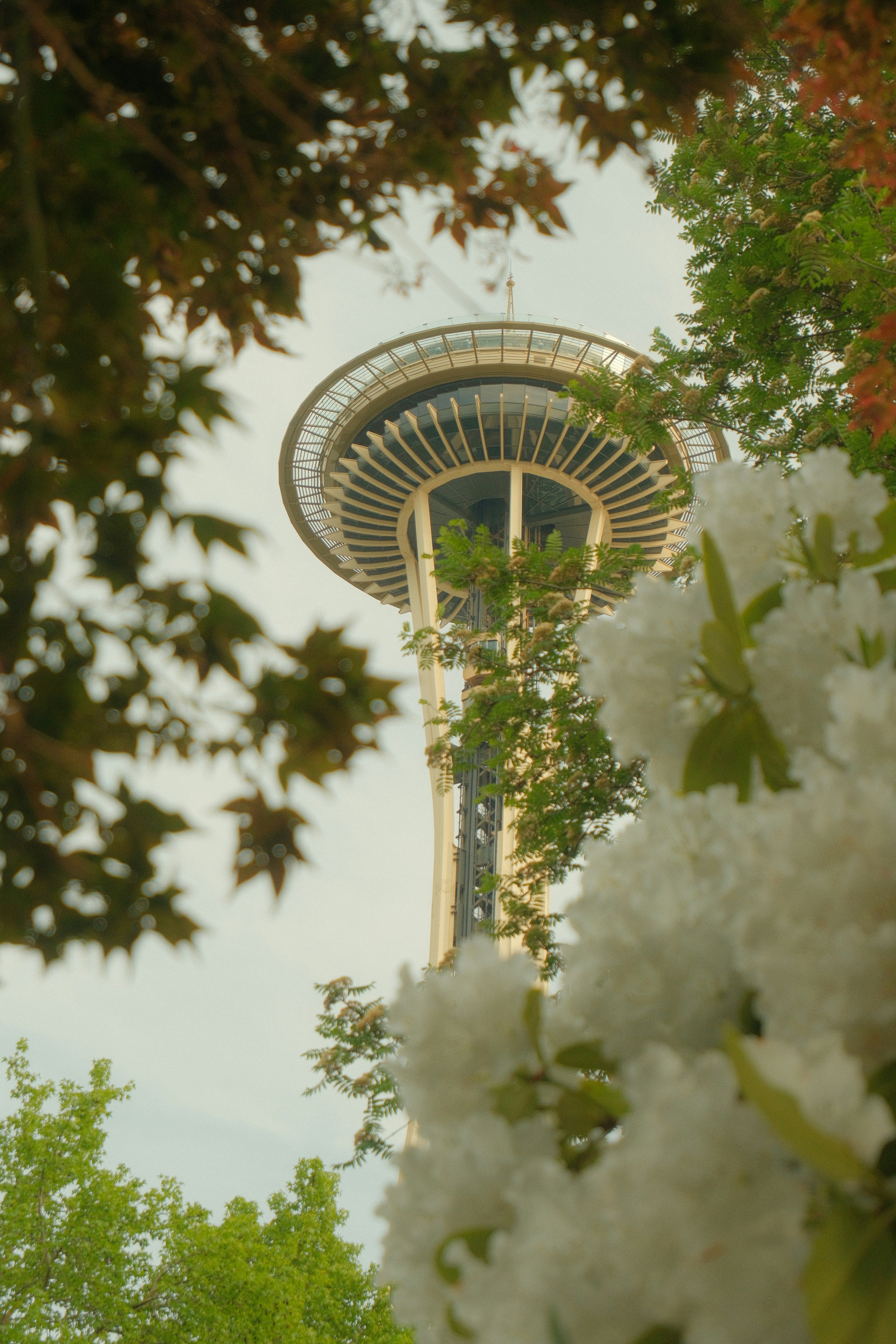 Circles Above the Park: Space Needle Framed by Blossoms