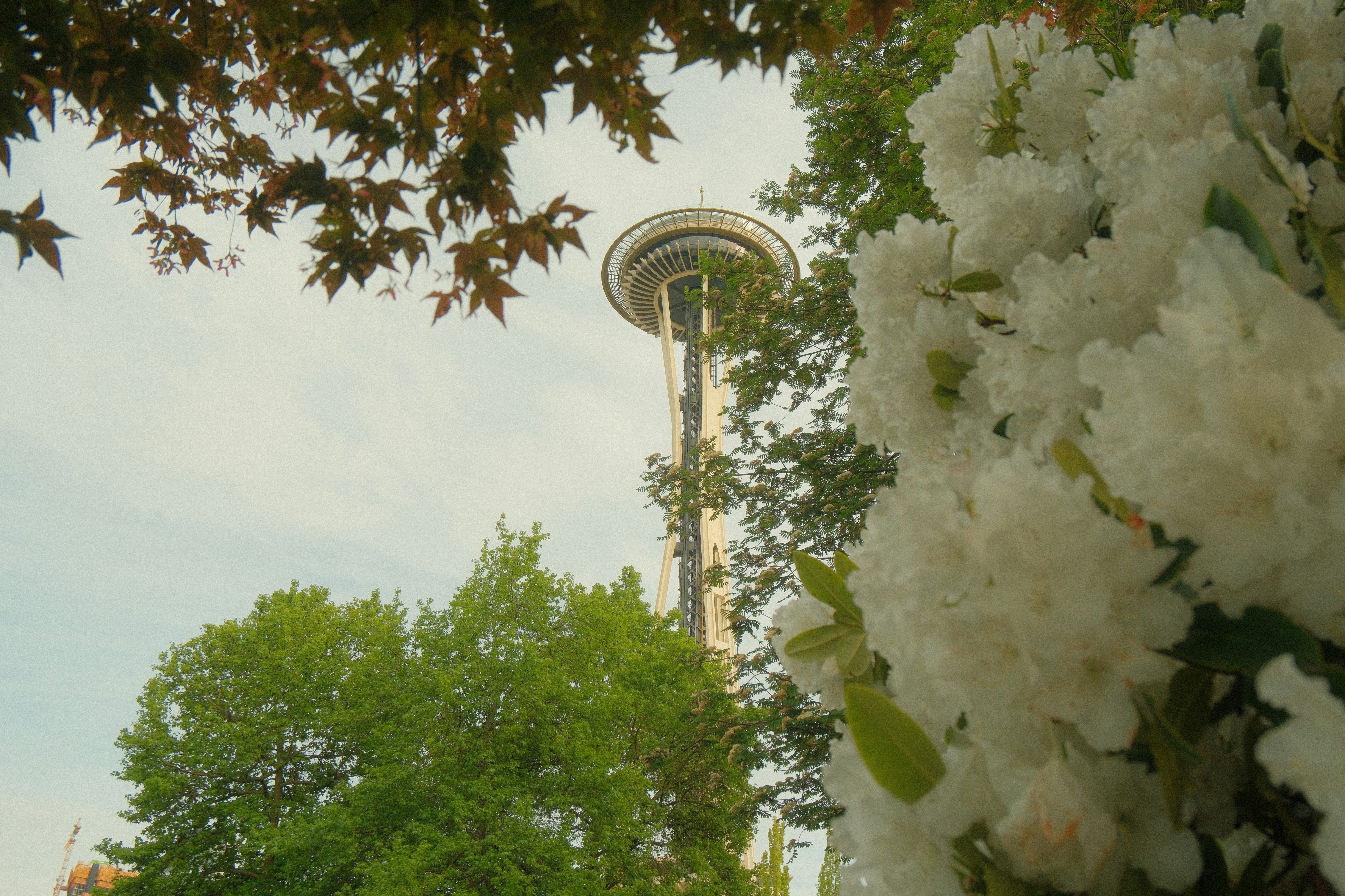 Space Needle Peeking Through Blossoms