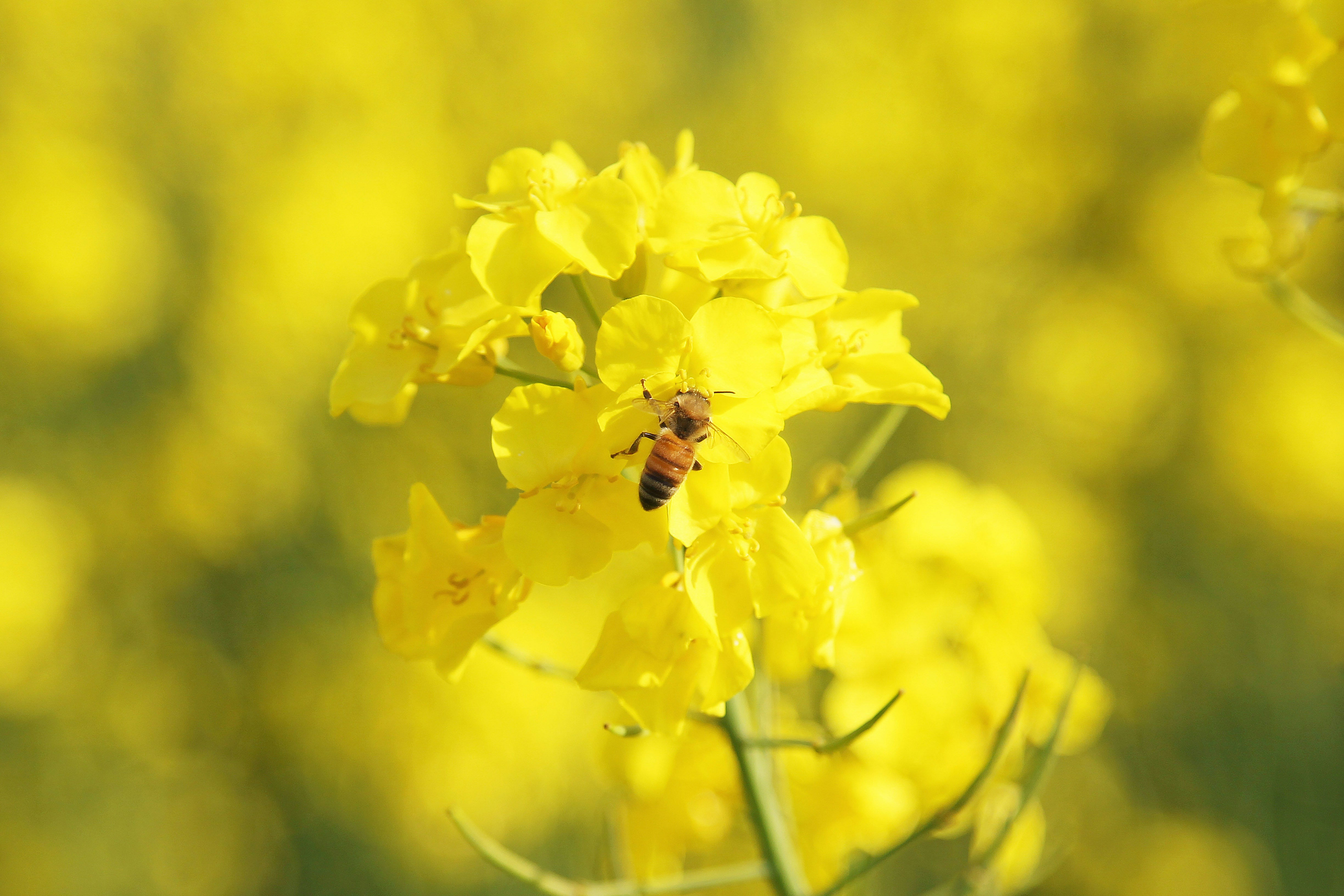 Bee in the Golden Field: Nectar Quest on a Yellow Sea