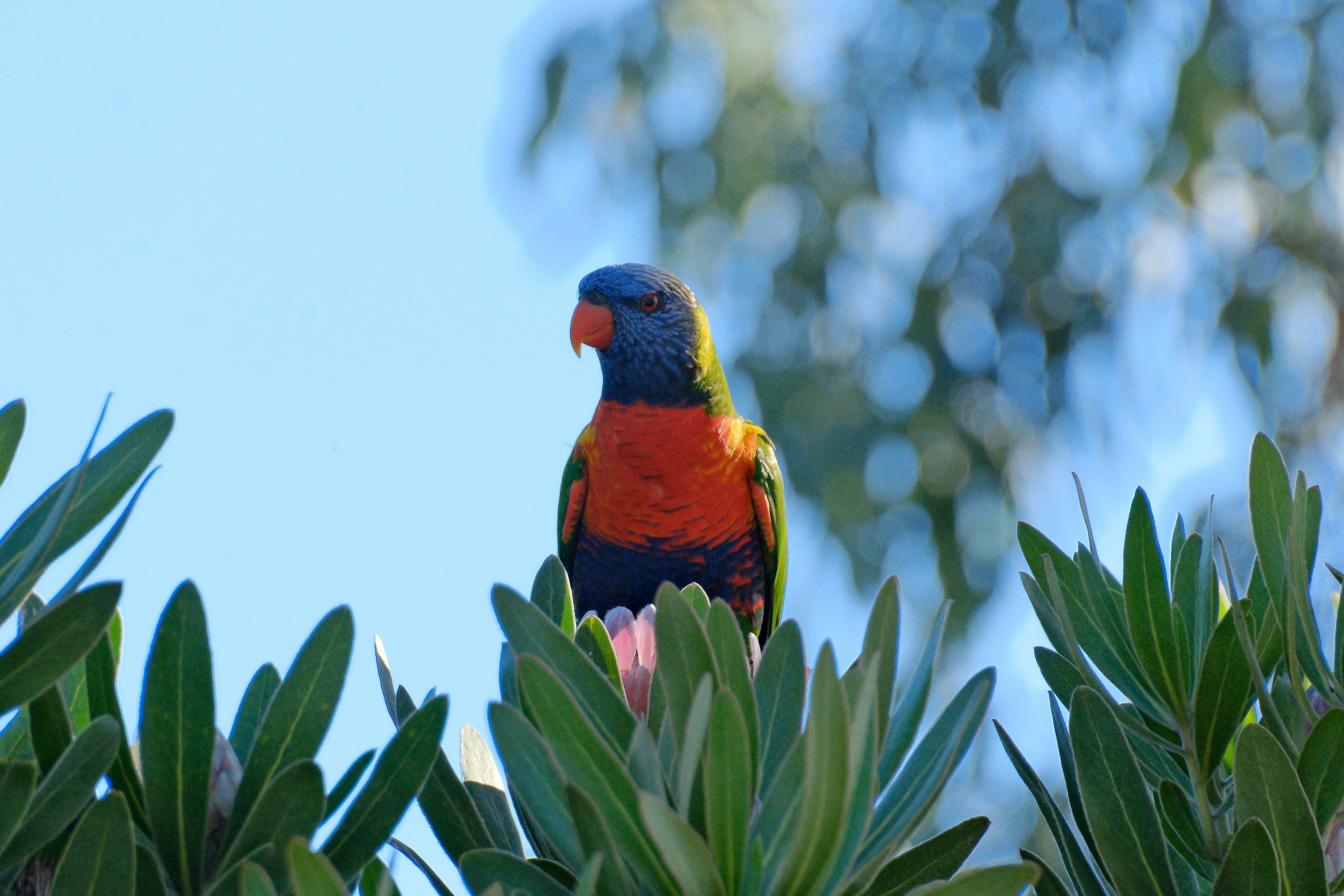 Royal perch: a rainbow lorikeet surveying the canopy