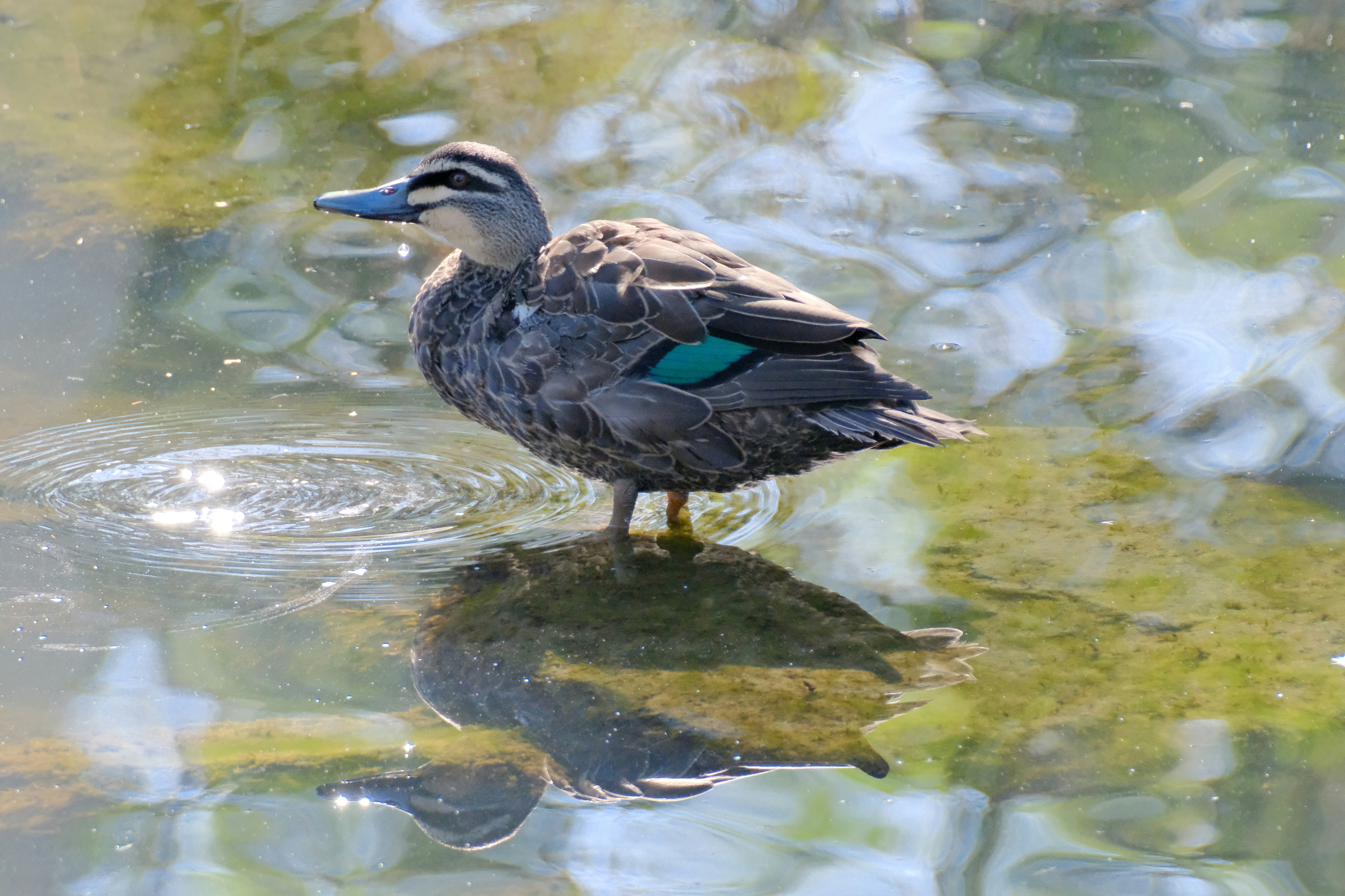 Blue-winged Duck at the Edge: A Quiet Ripple Portrait