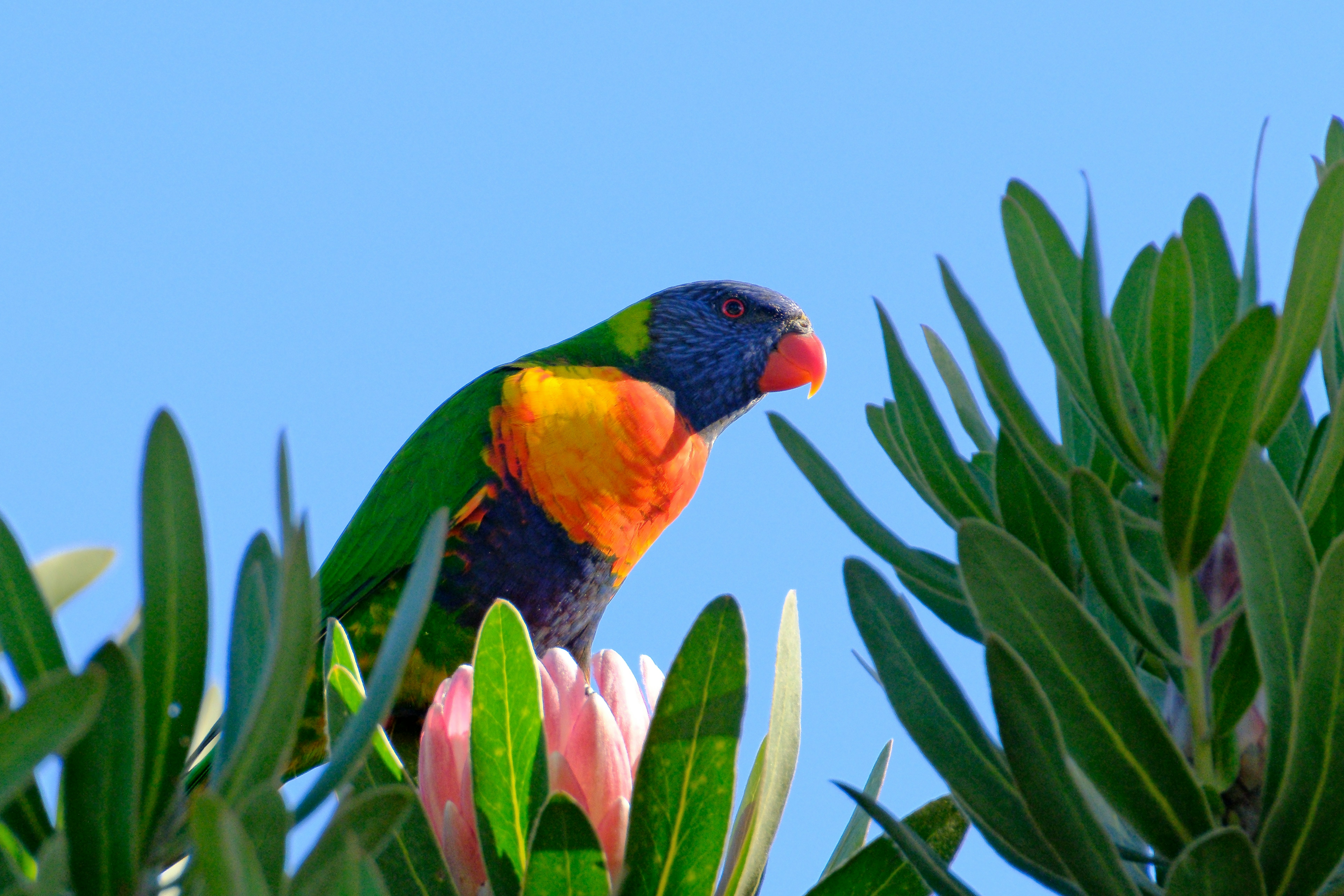 Vivid Rainbow Lorikeet Amid Coastal Foliage