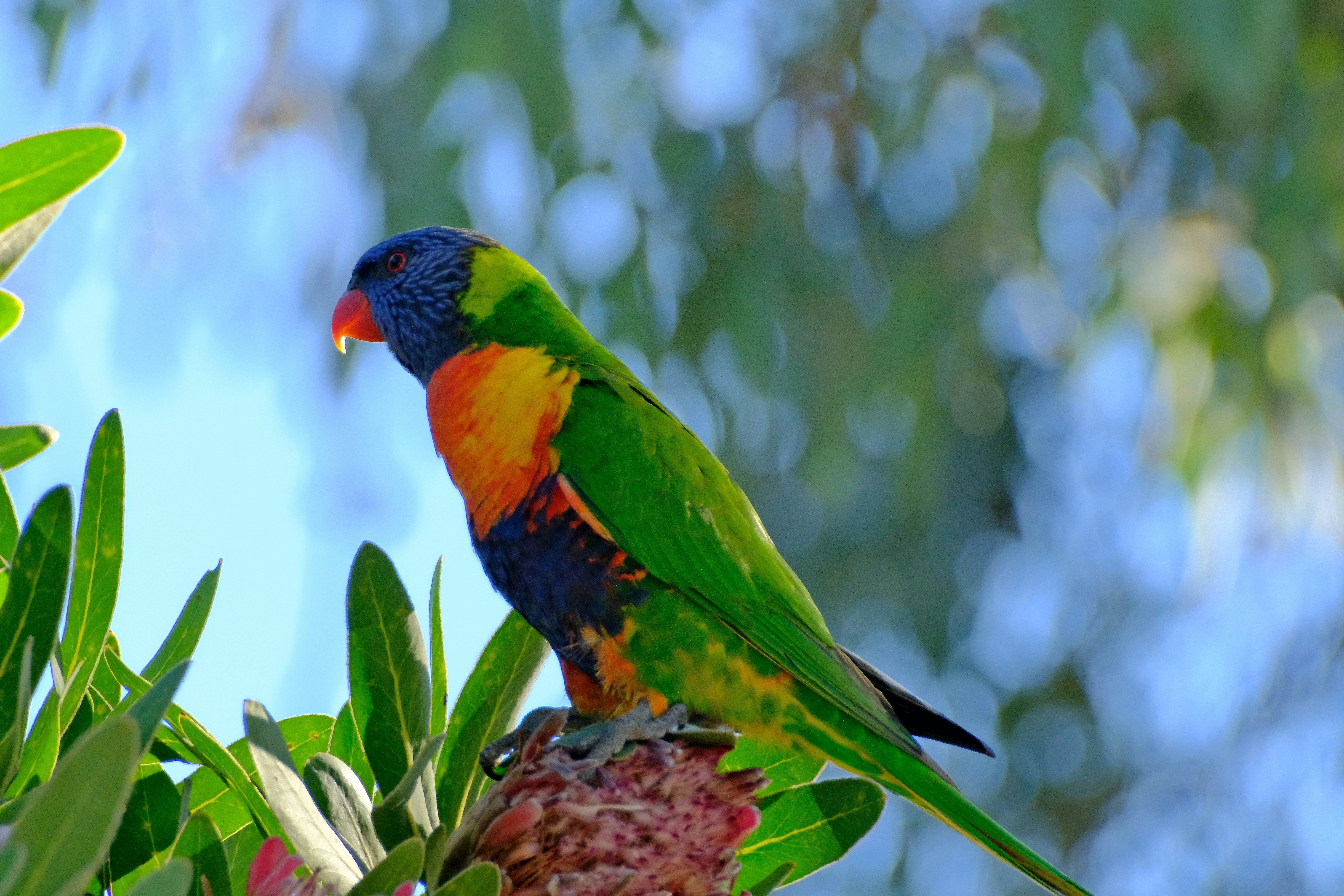Ribboned Radiance: A Rainbow Lorikeet Perched Amid Green Foliage