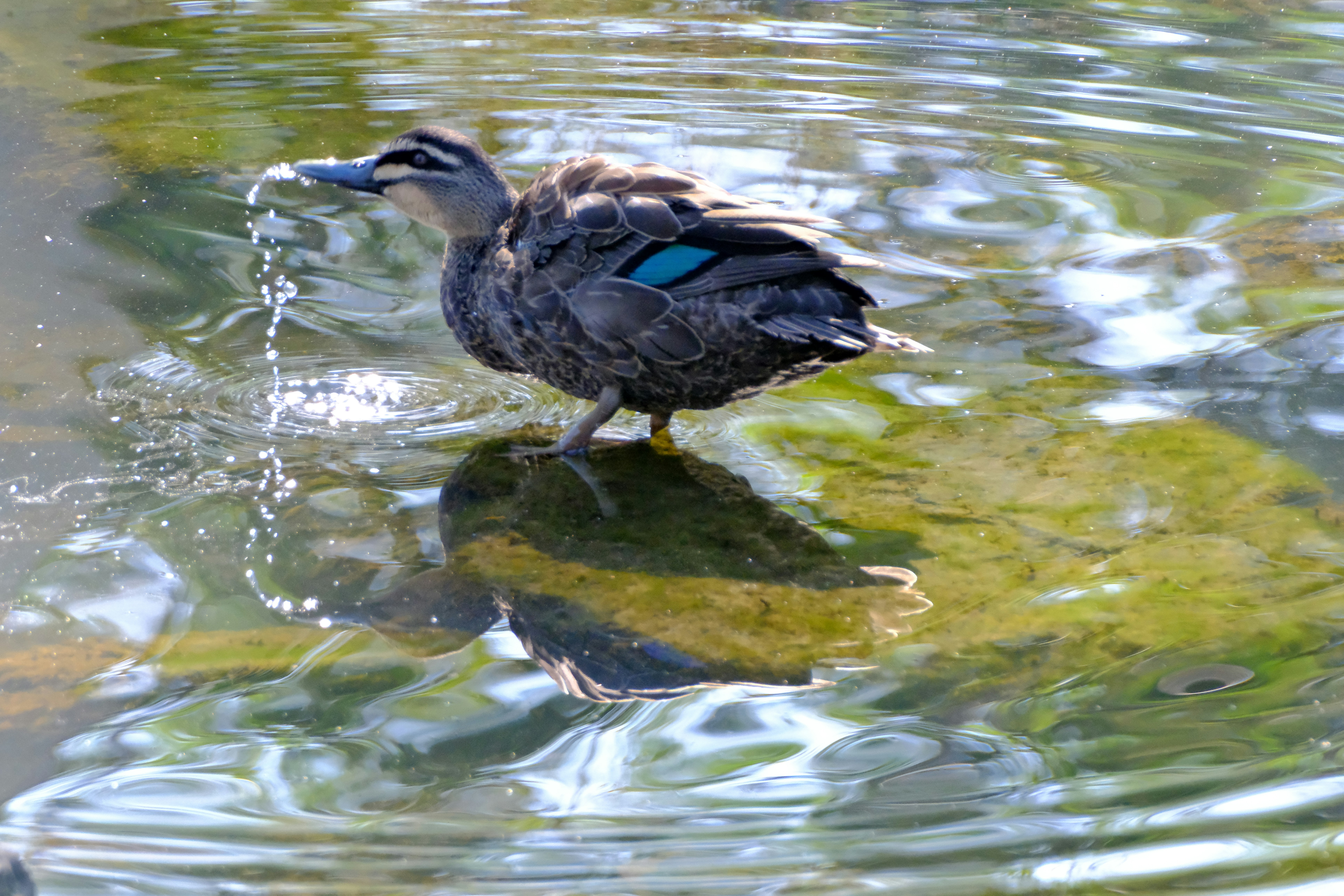Dappled Waterflight: A Mallard Cast in Rippling Light