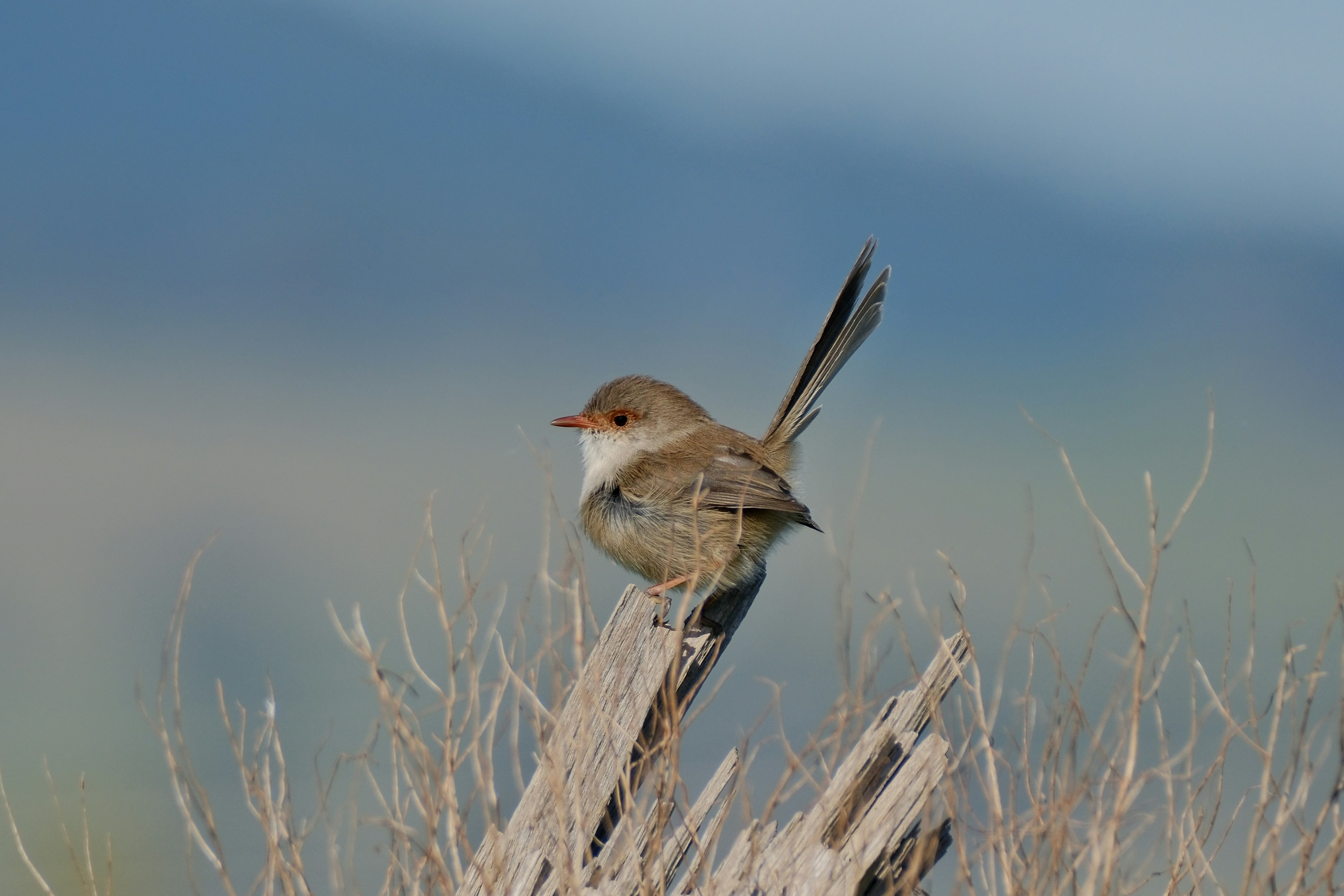 Perched Wren on weathered stalks against a pale horizon
