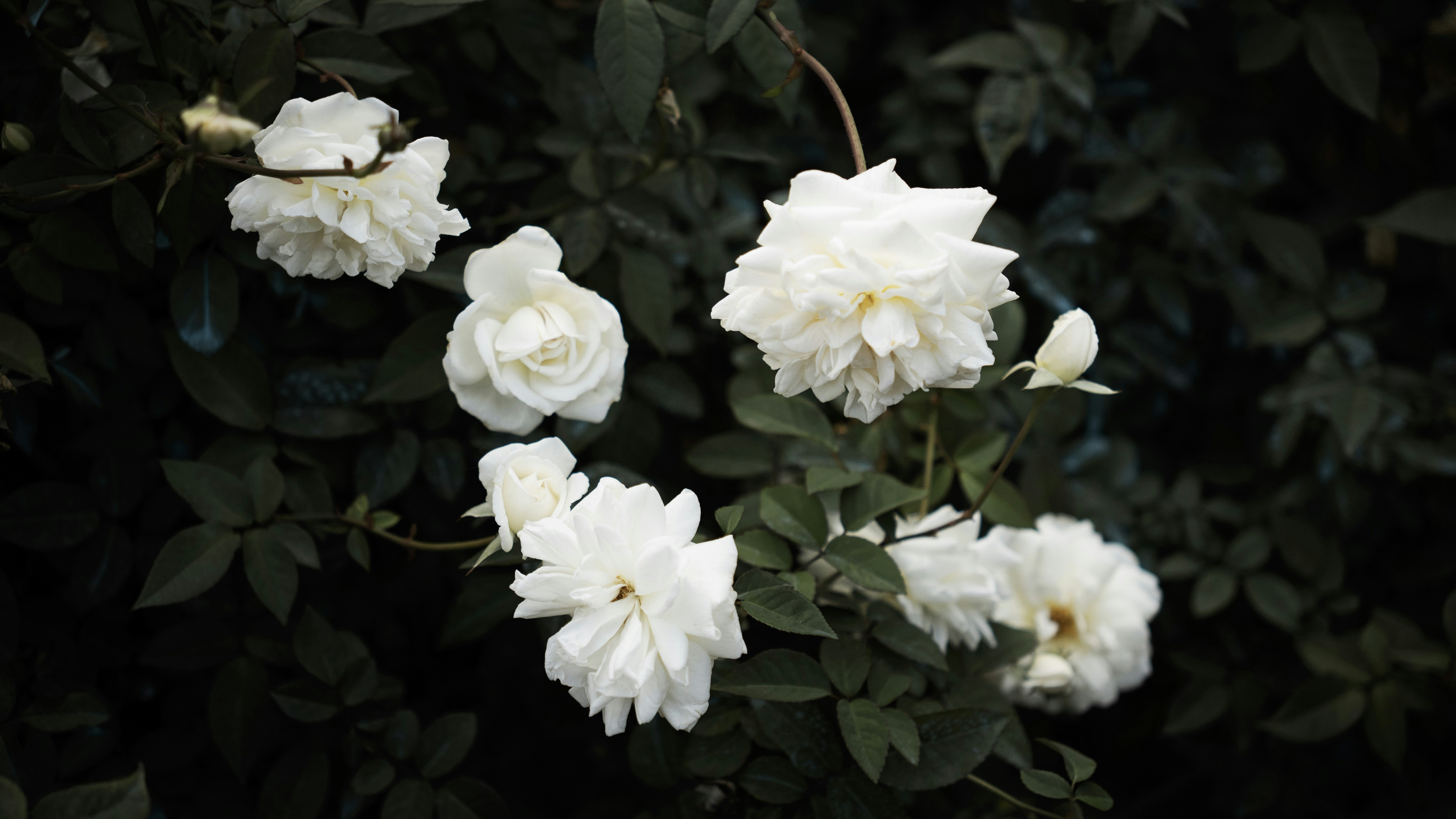 White Roses in Quiet Shadow