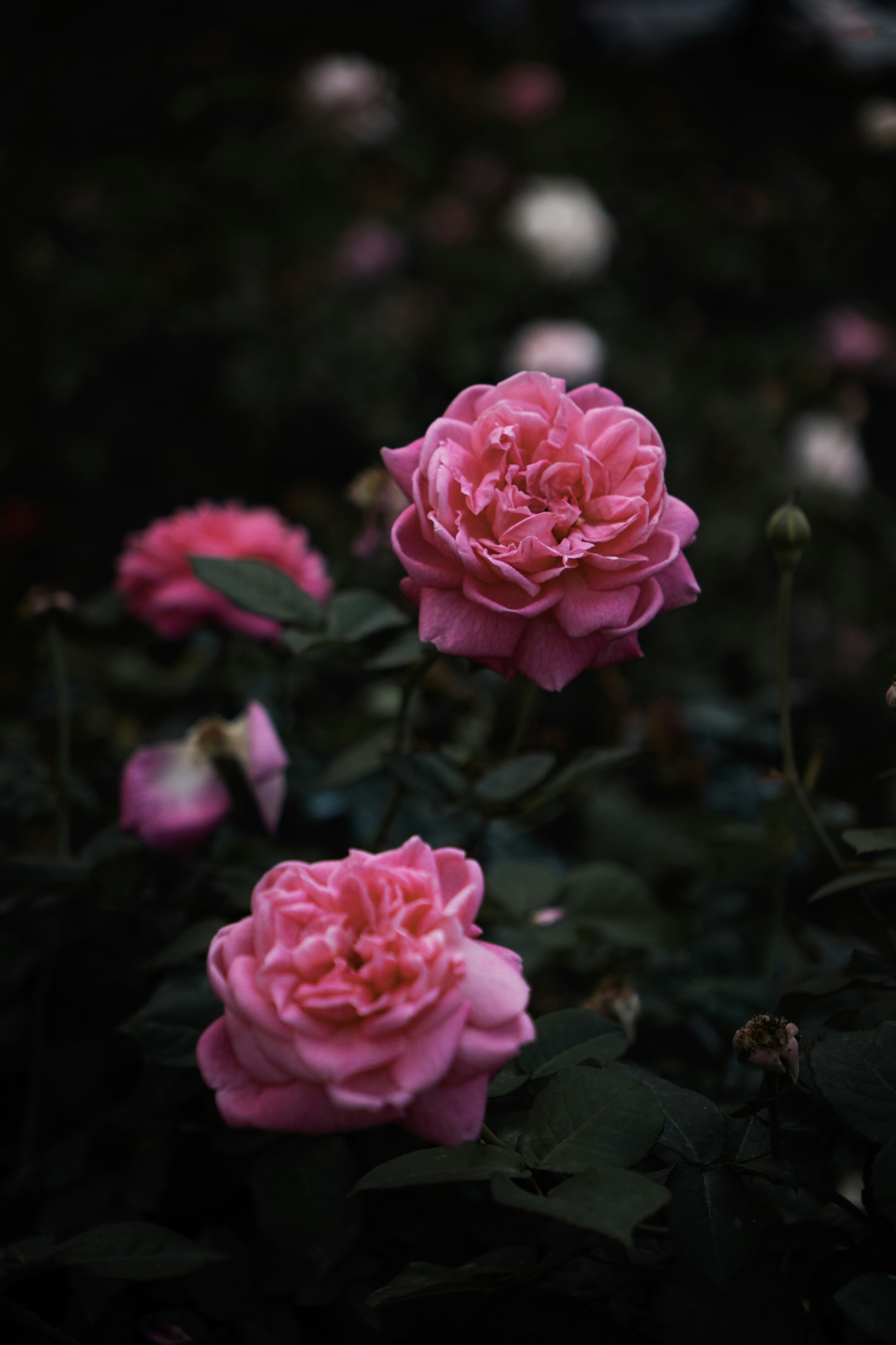 Pink Roses in Soft Focus Spotlight