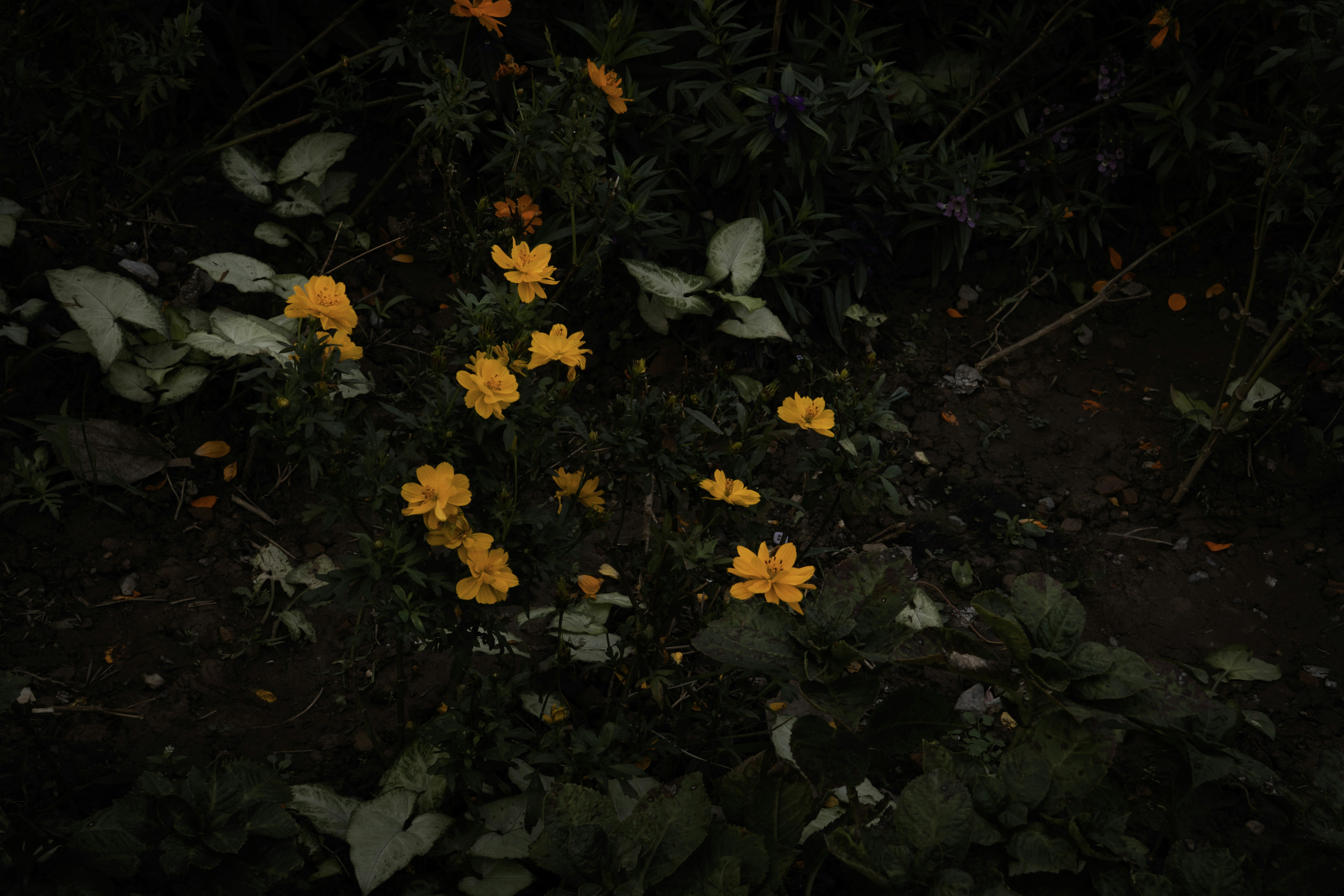 Moonlit Yellow Blooms in a Shadowed Bed