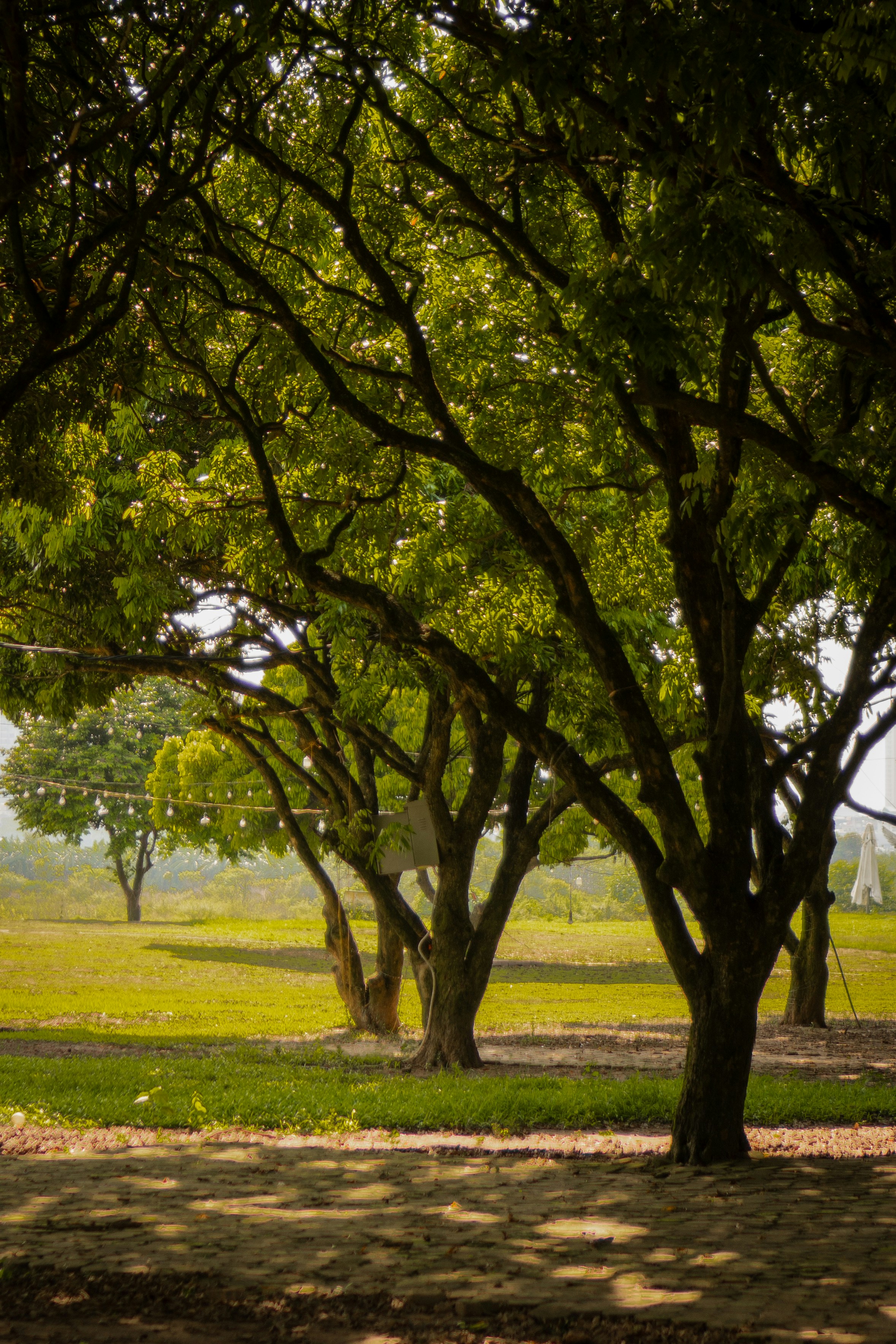 Sunlit Arboretum: A Quiet Afternoon Beneath Flourishing Canopies