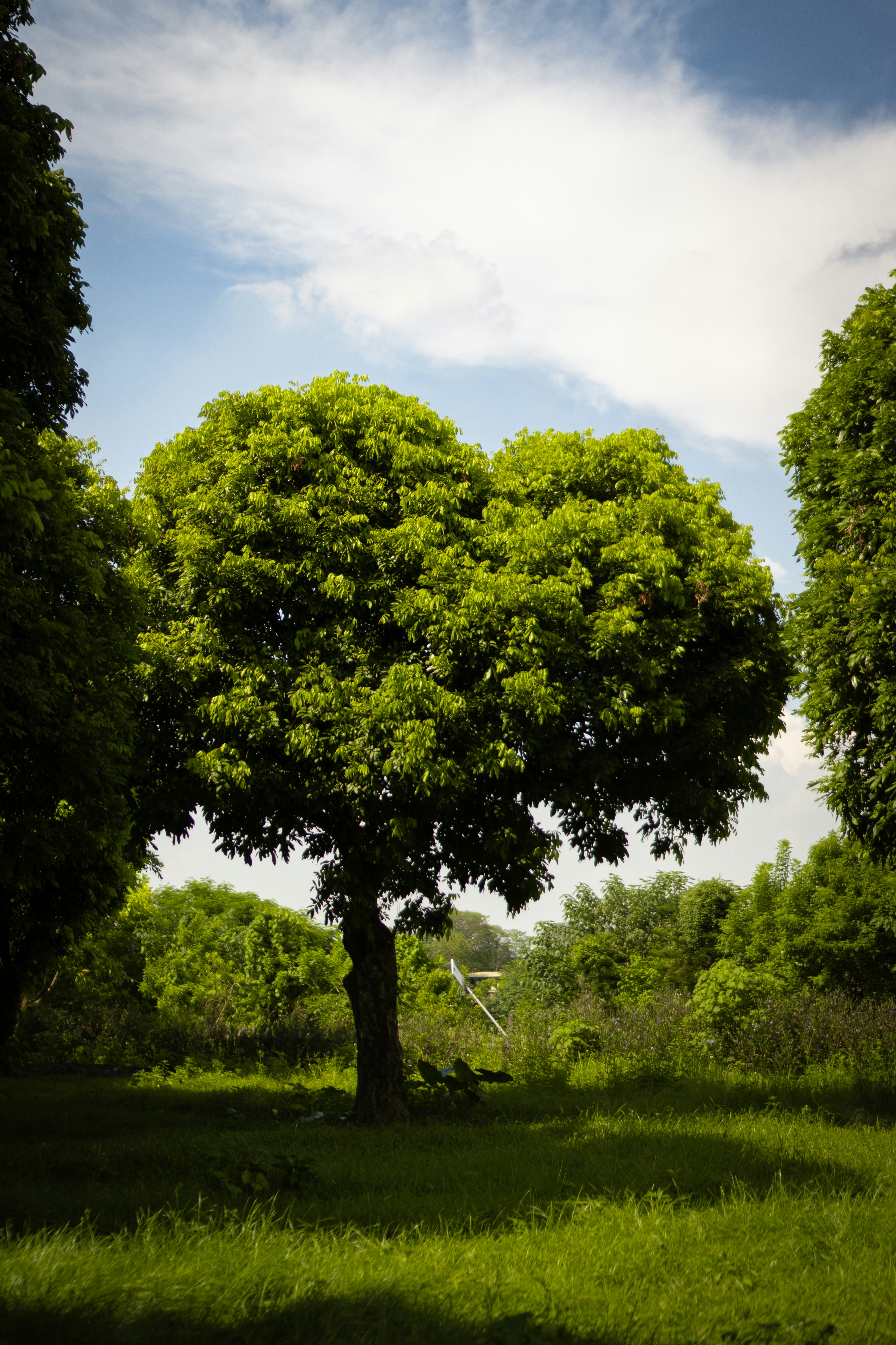 Sunlit Canopy: A Lone Fruit Tree Standing Against a Clear Sky