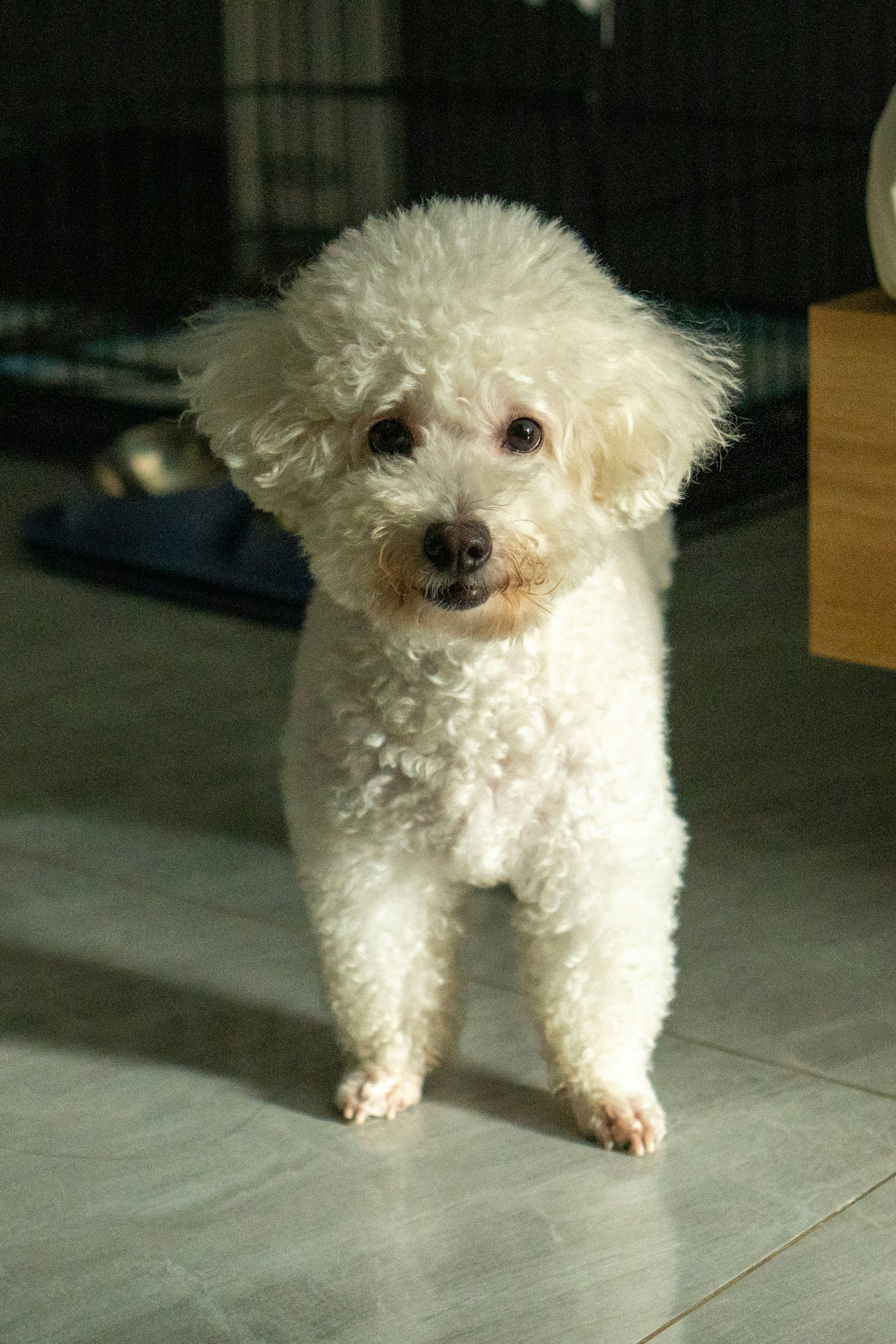 Curious White Poodle Stands in Soft Indoor Light