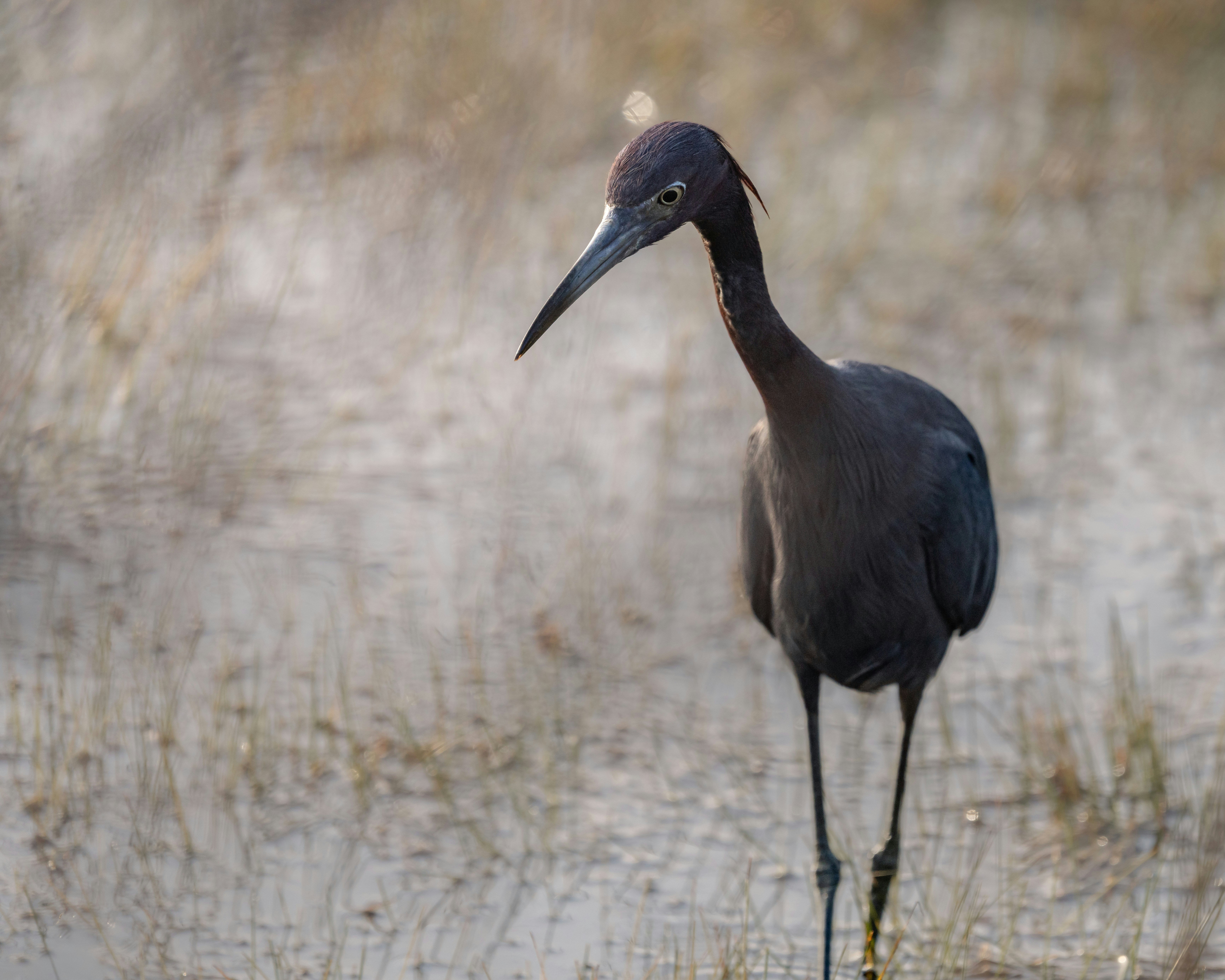 Stilted Focus: A Black-Crowned Heron Crossing a Quiet Marsh