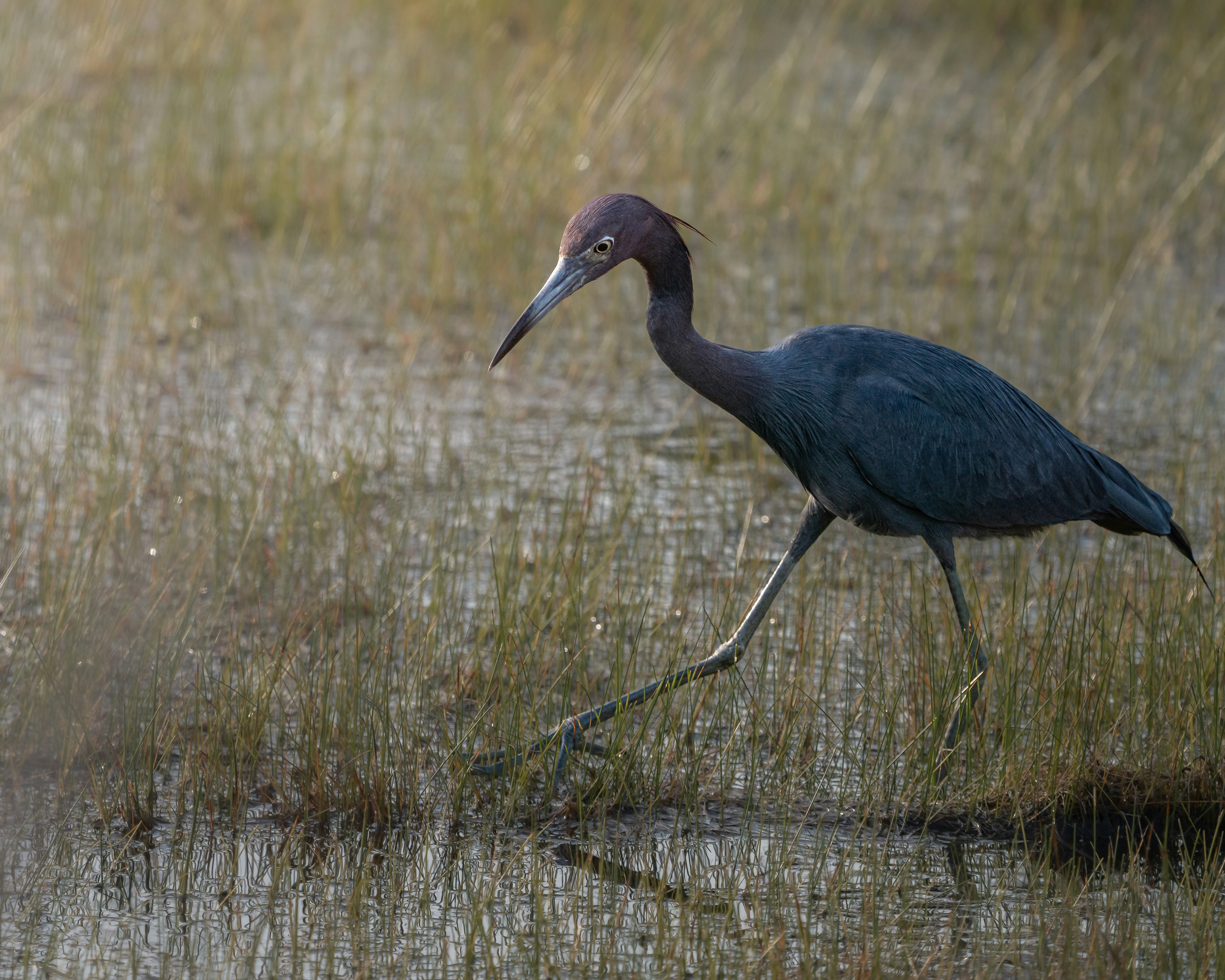 Wading Heron in Quiet Marsh Light