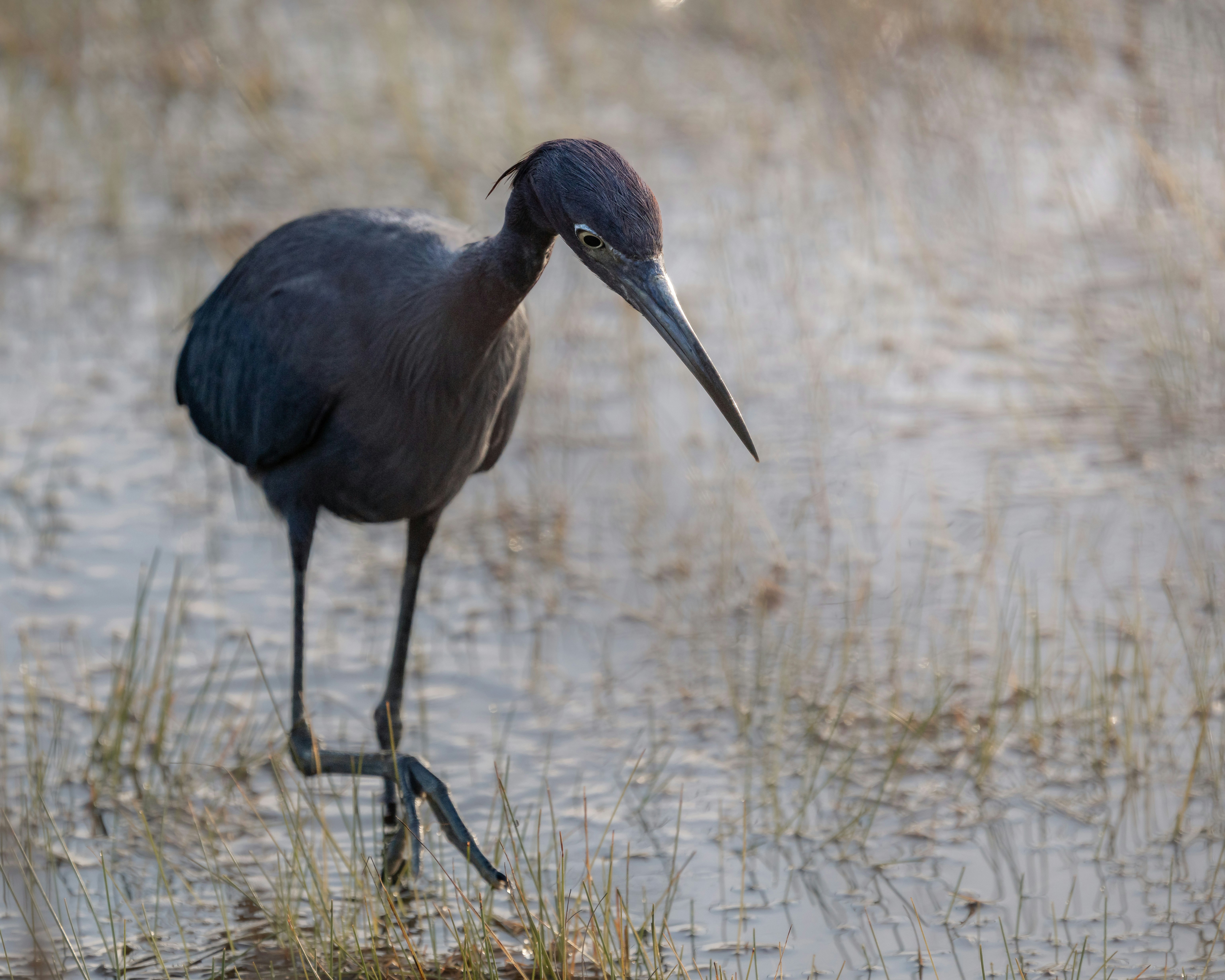 Wary Vigil: A Tricolored Heron Pauses in Quiet Wetland Light