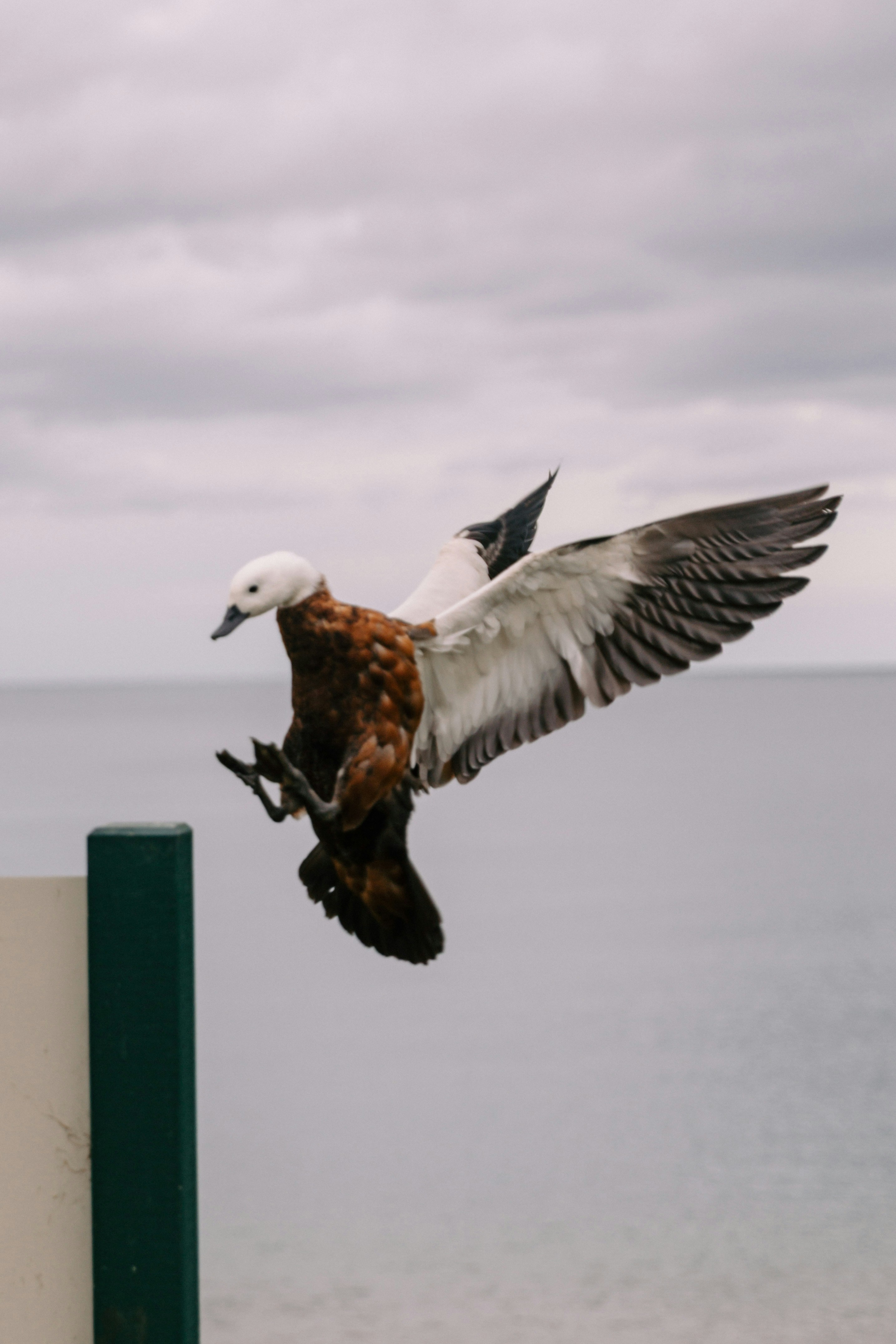 Winged Moment at the Jetty: A Duck in Flight over Azure Waters