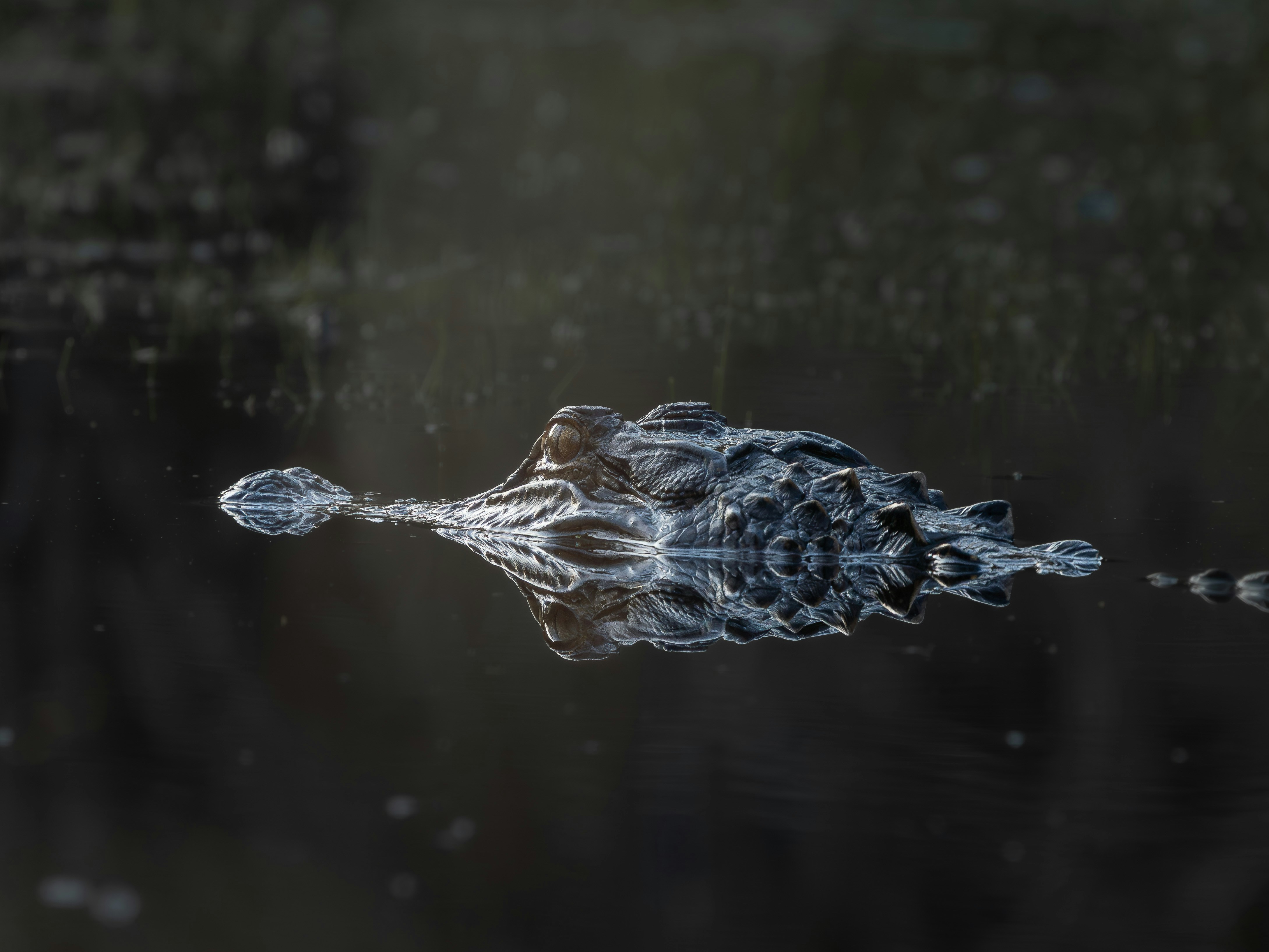 Glacial Ripple: A Crocodile of Water in Stillness
