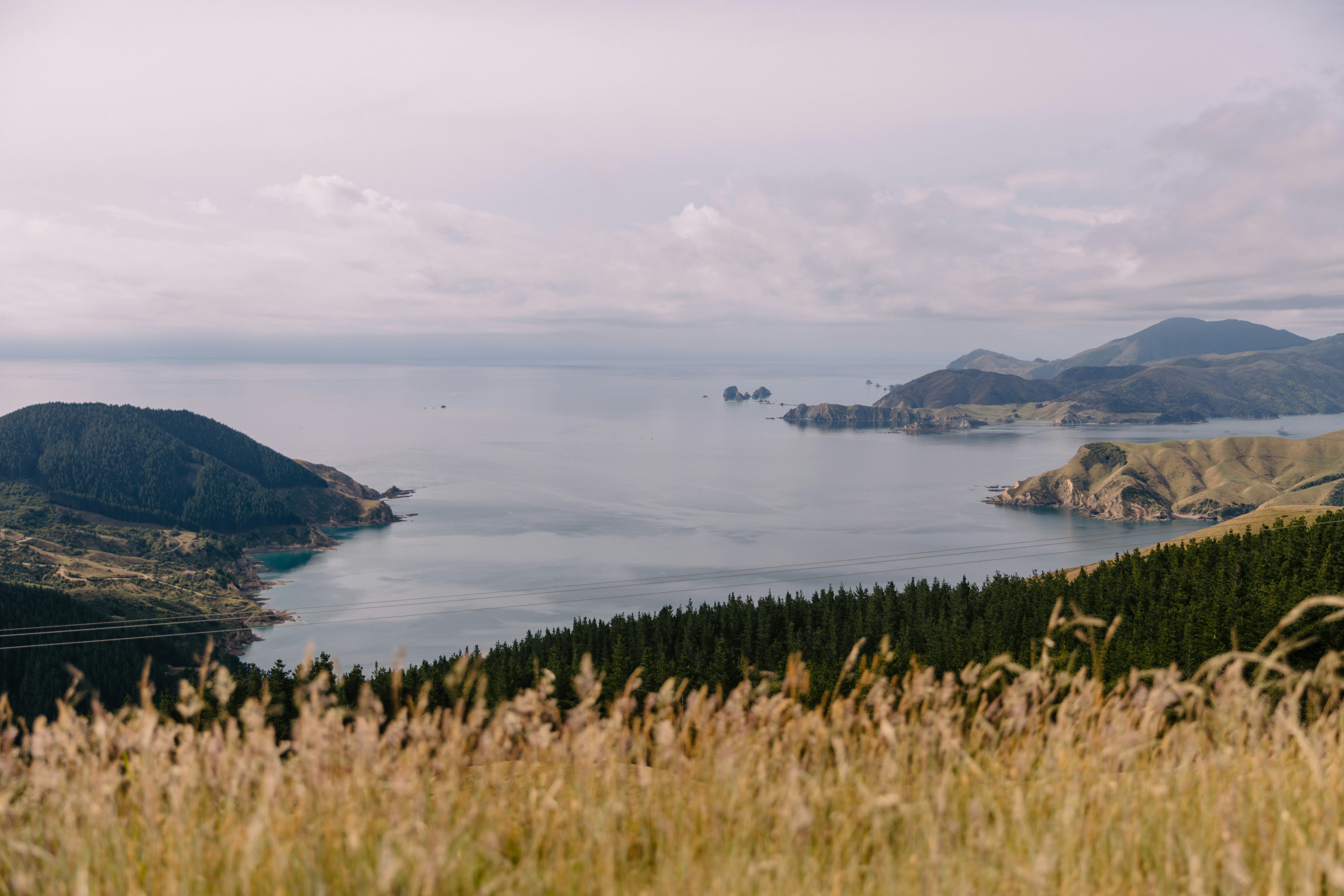 Dawn Over the Serene Fjord: Golden Grasses Meeting Quiet Waters