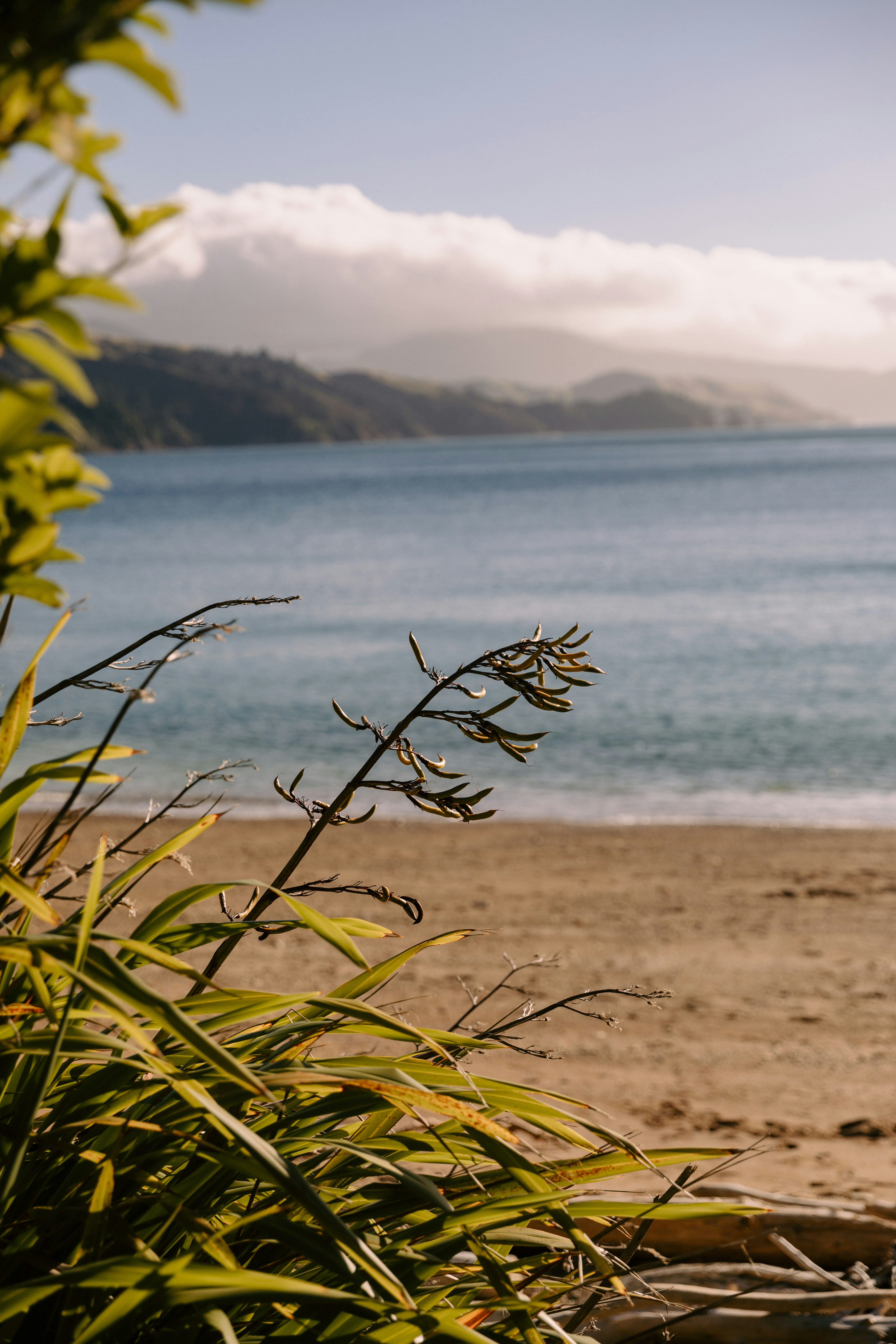 Fronds in Focus: Coastal Ferns Backlit by Distant Shoreline