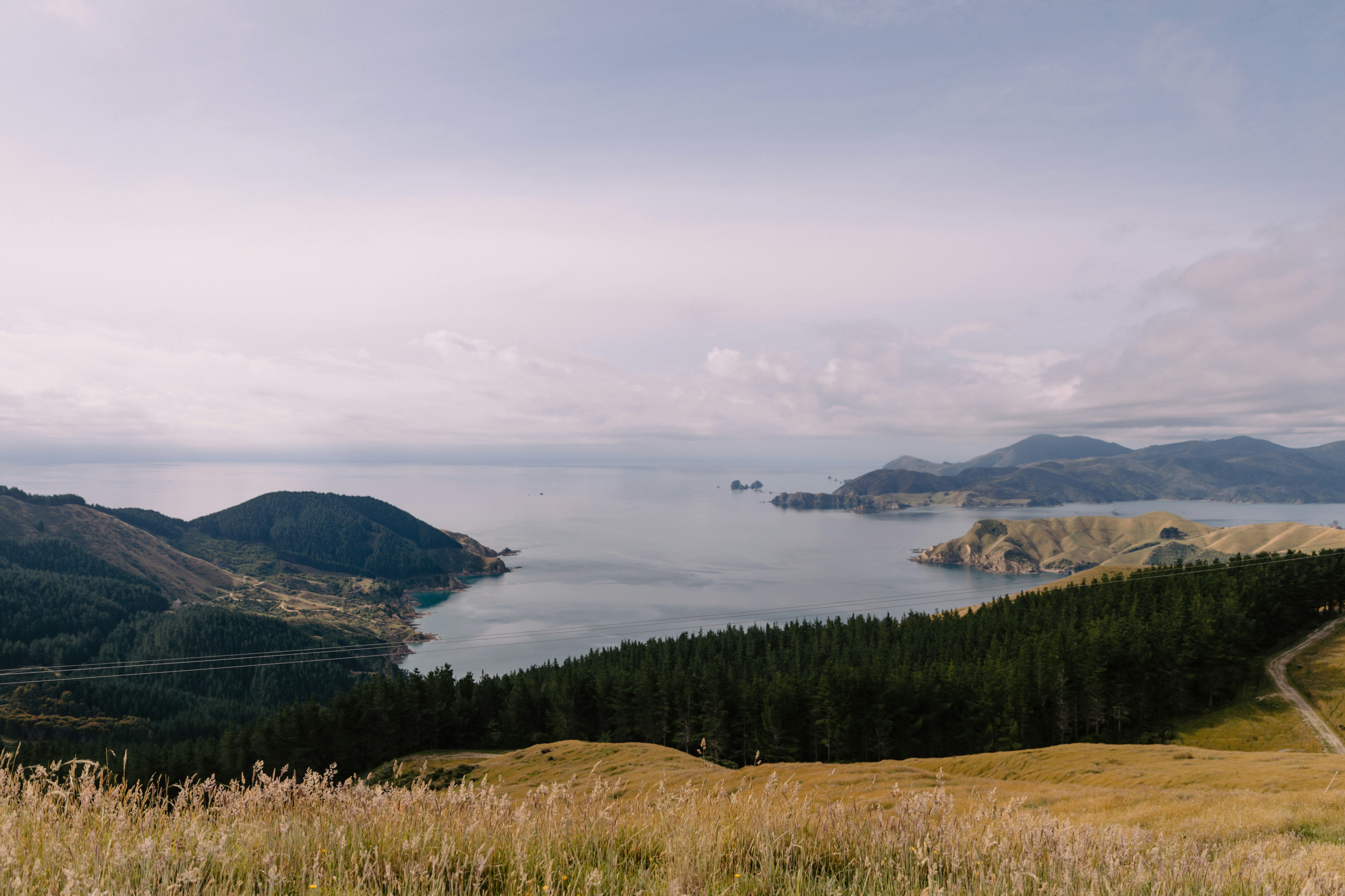 Coastal Ridge Overlook: Rolling Grass, Pine Forest, and Quiet Sea