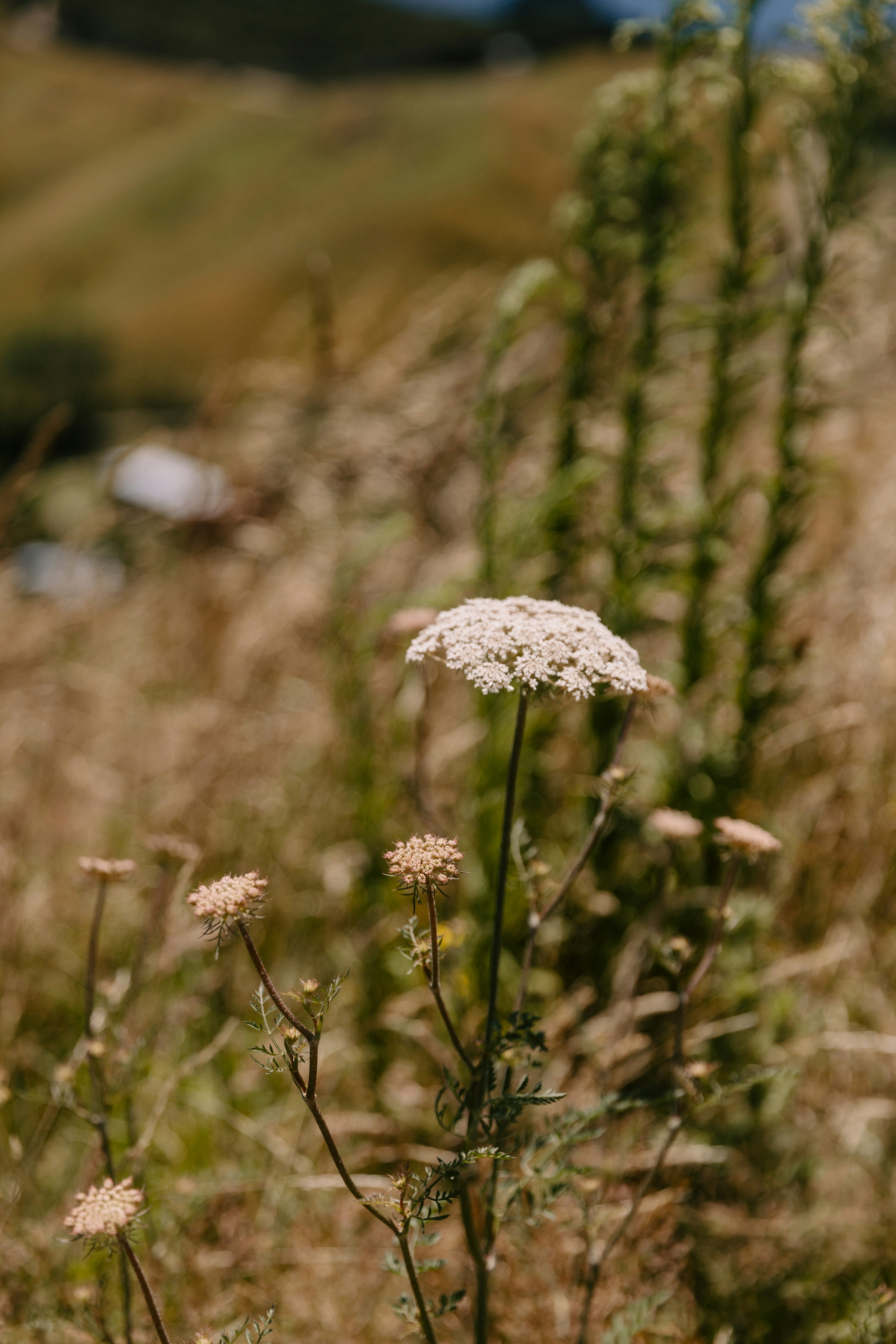 Queen Anne's Lace in the Summer Field