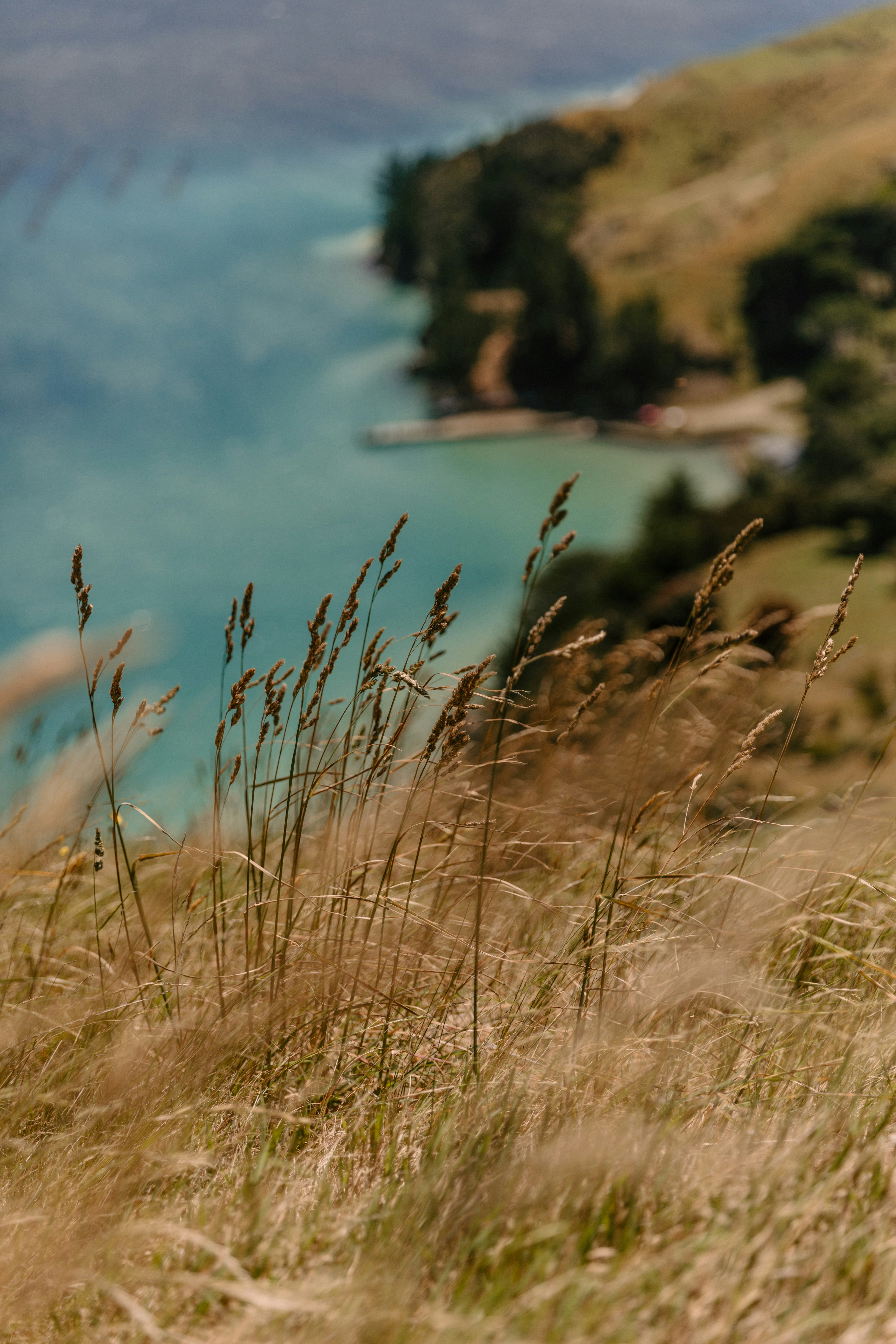Golden Grasses in a Blurred Cliffside Vista