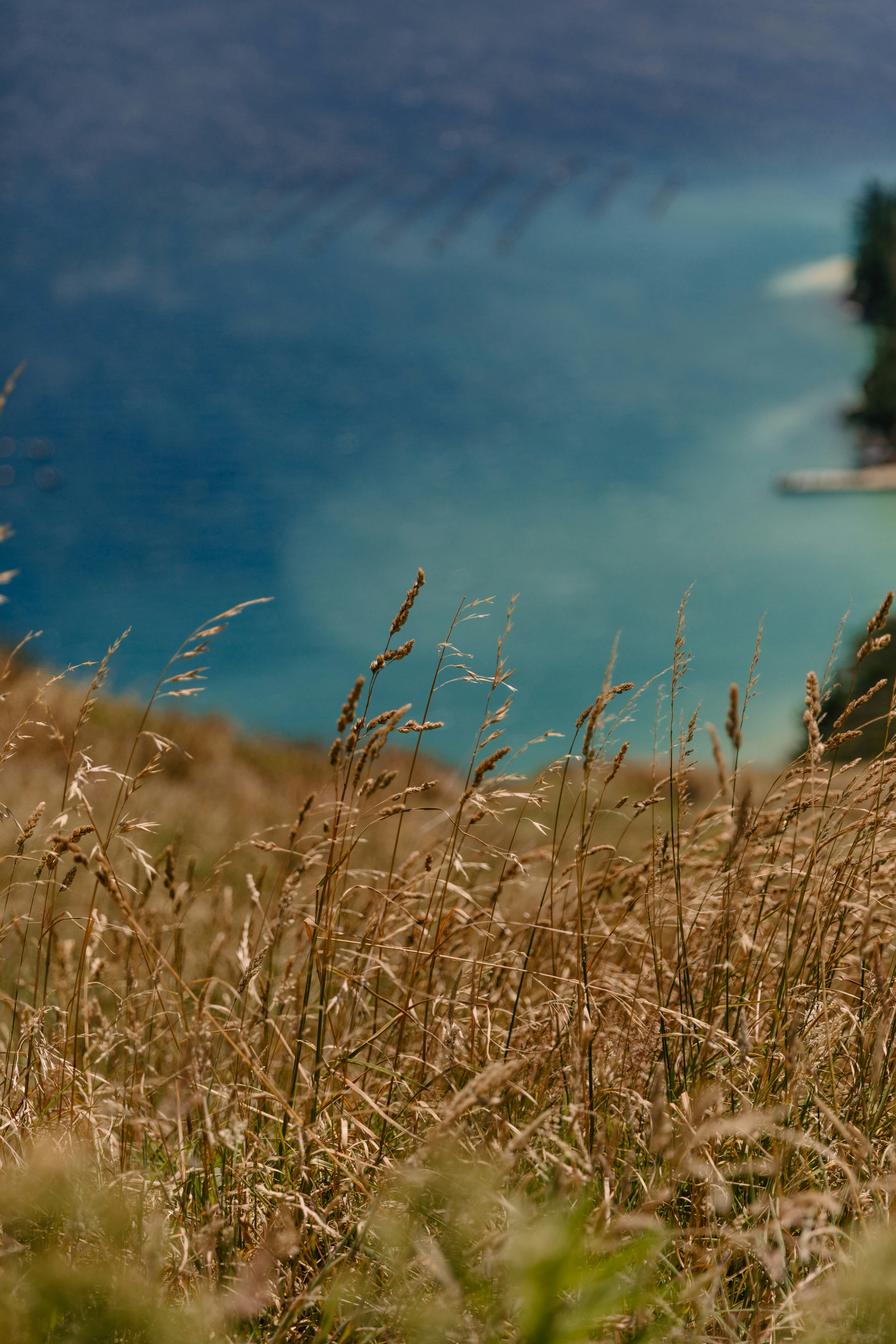 Golden Grasses by a Quiet Blue Shore