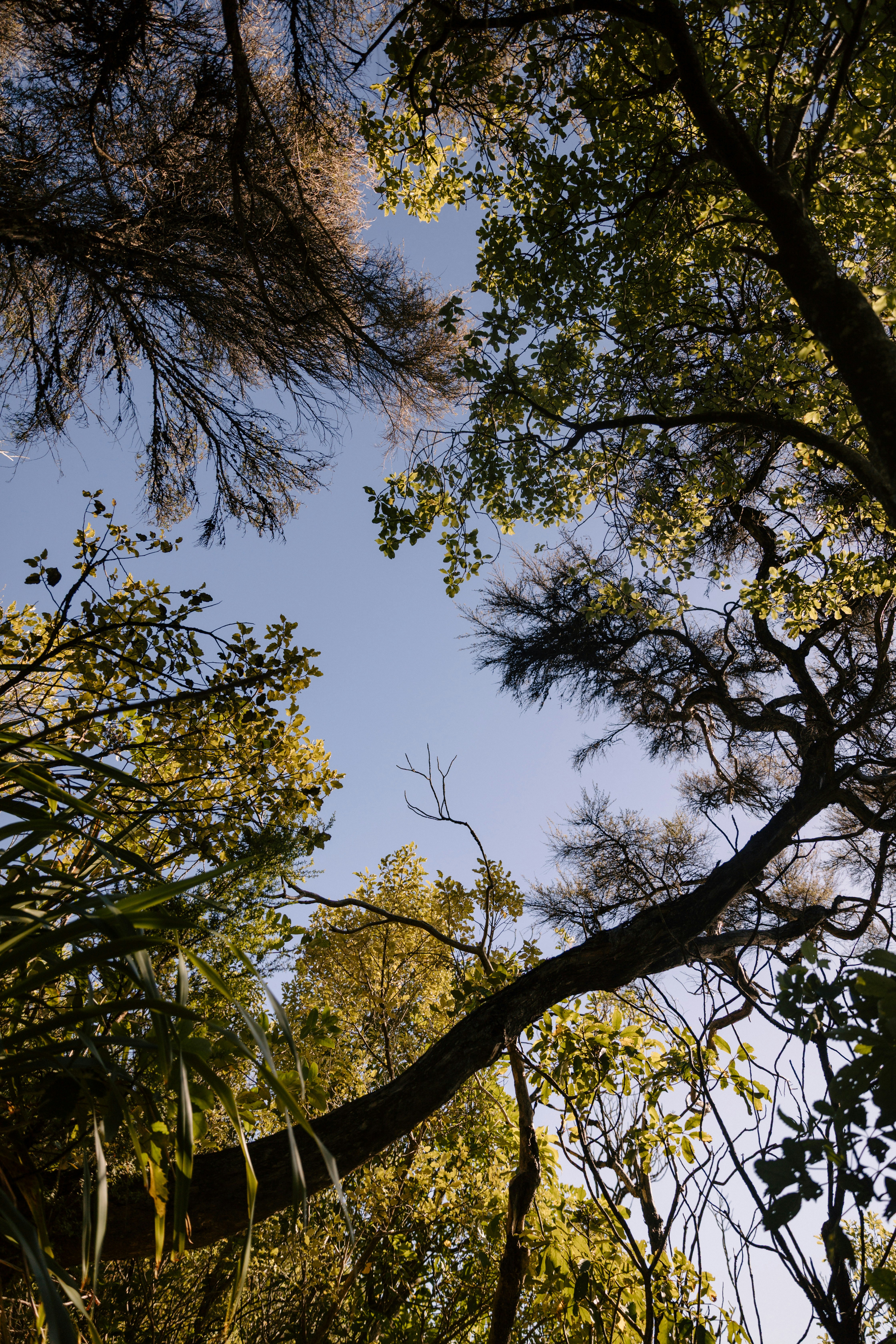 Skyward in a Canopy: Tree Skeletons and Leafy Canopy
